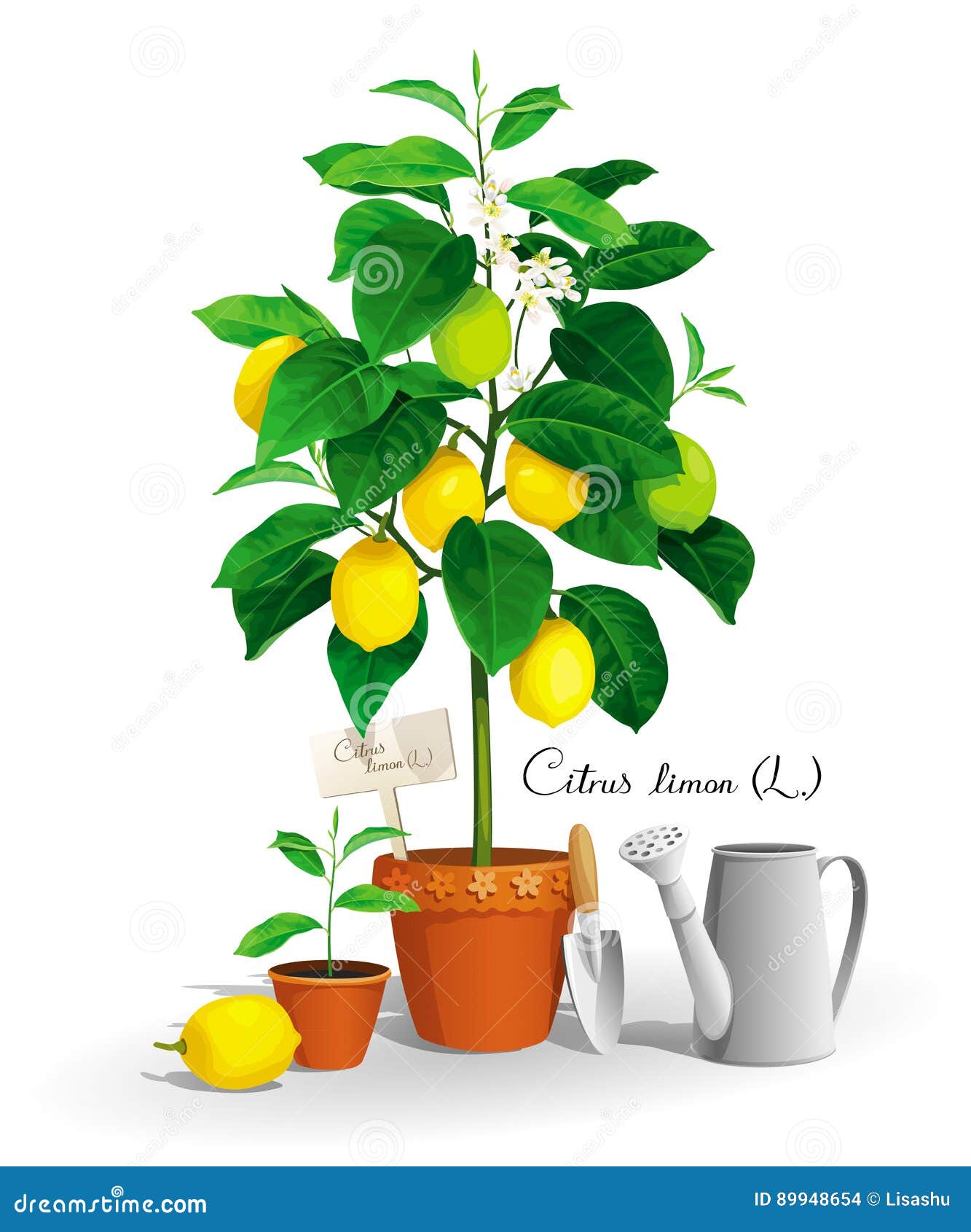 Lemon tree in the pot stock vector. Illustration of fruiting - 89948654