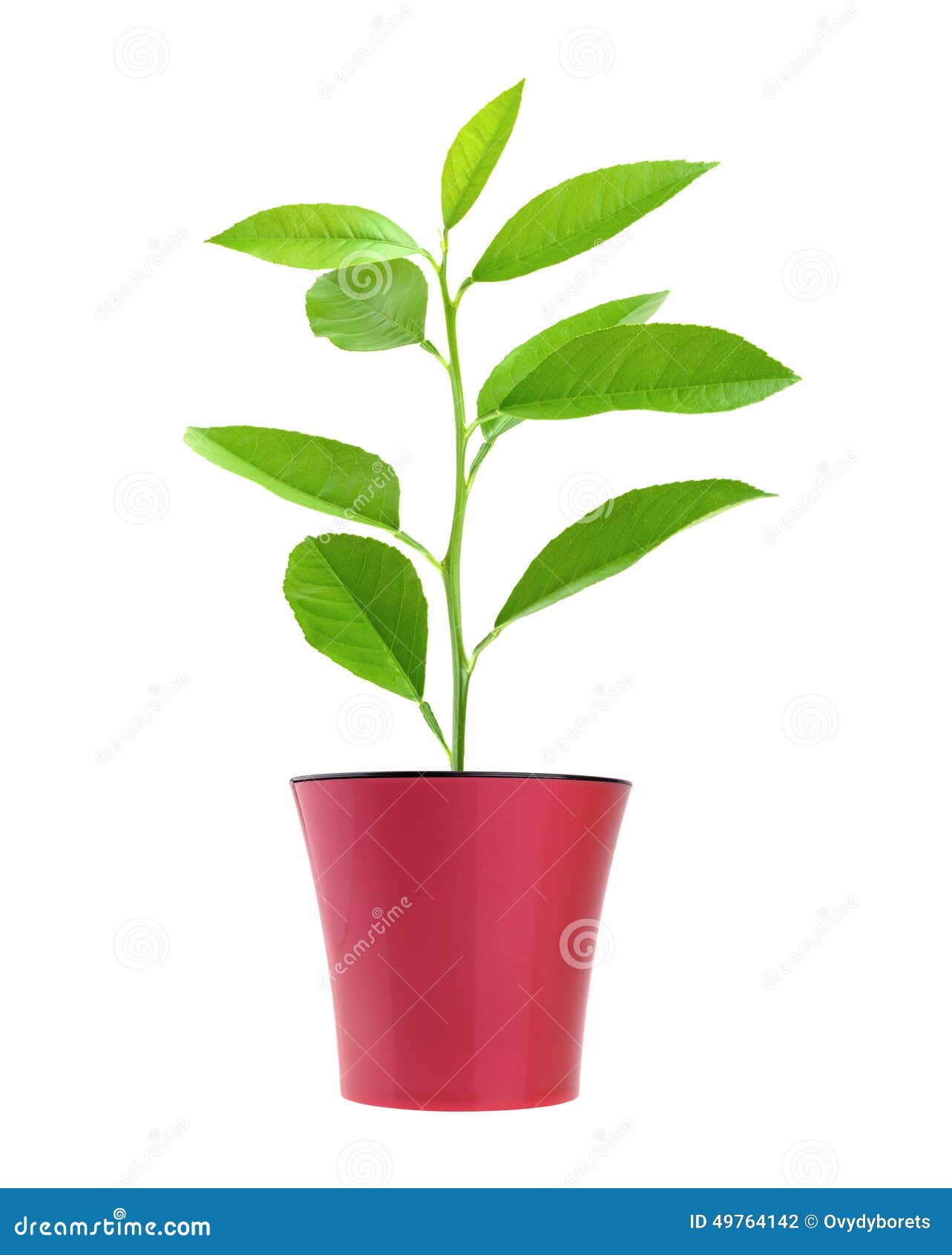 Lemon Tree in the Pot Isolated on White Stock Photo - Image of foliage ...