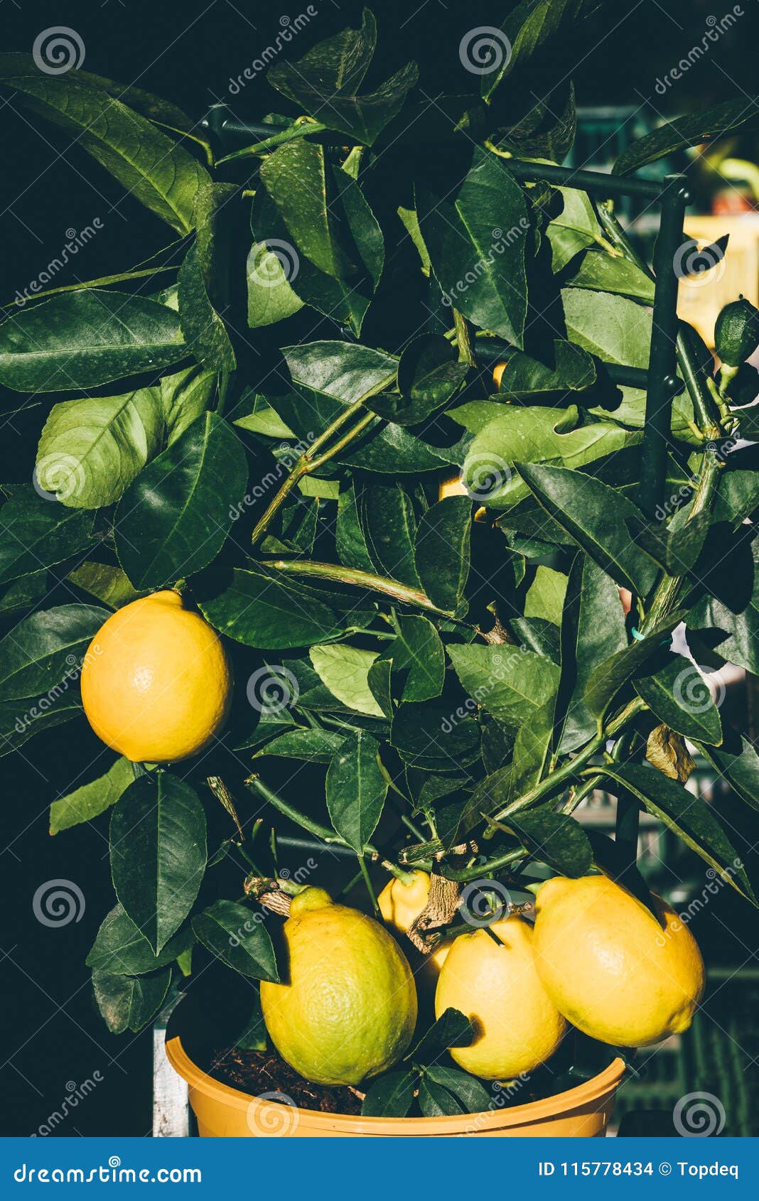 Lemon tree in a pot stock photo. Image of fresh, nutrition - 115778434