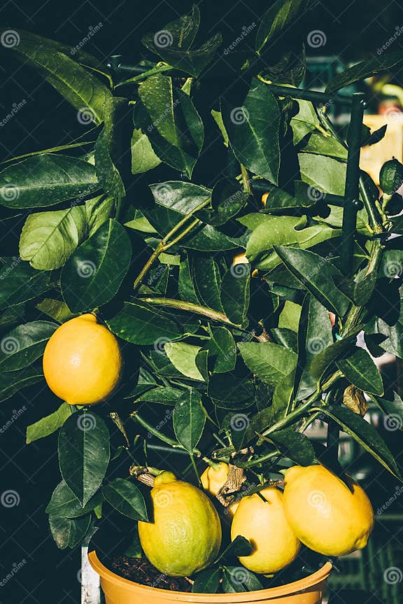 Lemon tree in a pot stock photo. Image of fresh, nutrition - 115778434