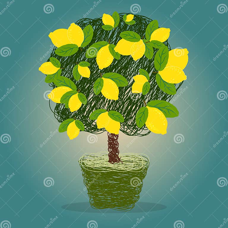 Lemon tree in a pot vector stock vector. Illustration of pencil - 36404259