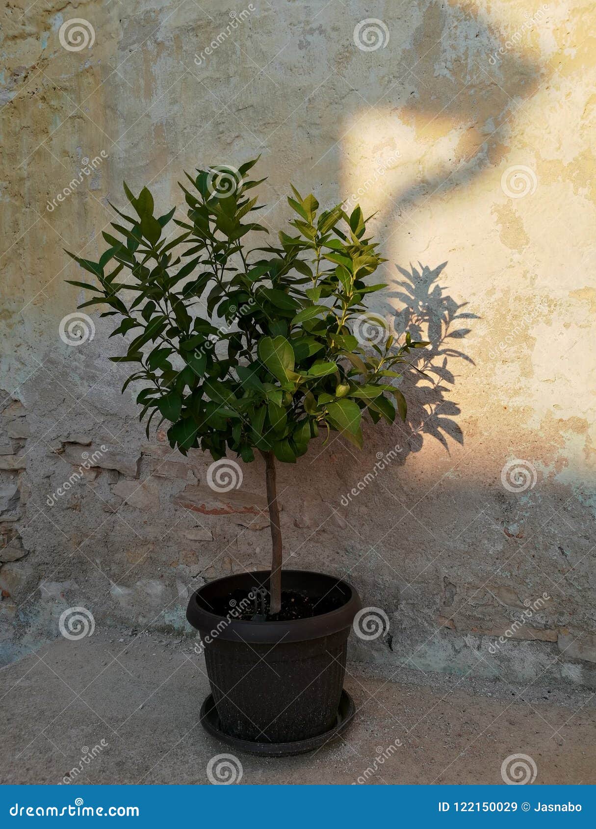 Lemon tree in a pot stock image. Image of organic, vitamin - 122150029