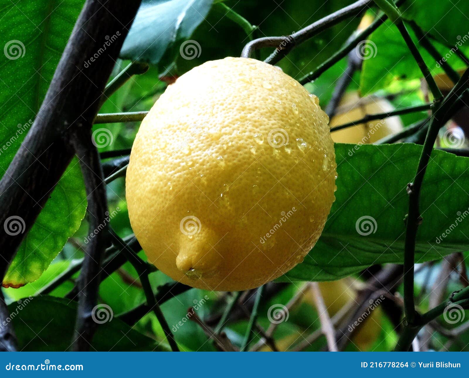Lemon on the Tree after the Rain Stock Photo - Image of sour, green ...