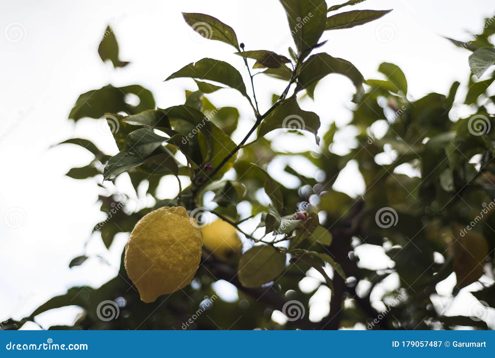 Lemon on the Tree in the Rain Stock Image - Image of growth, juicy ...