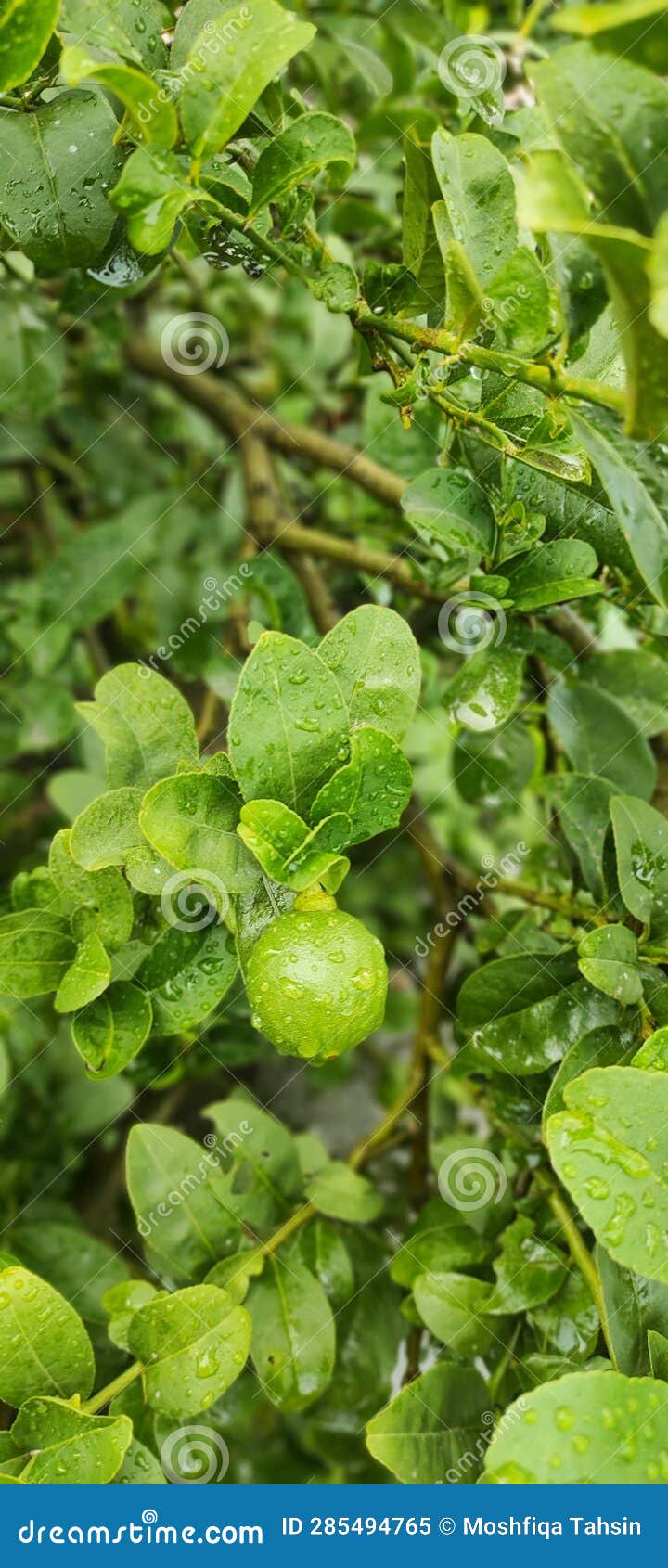 A Lemon Tree after Rain in Rainy Season Stock Image - Image of season ...