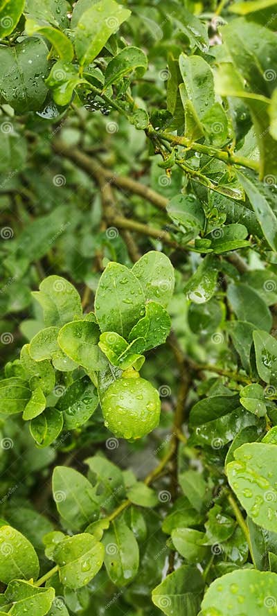 A Lemon Tree after Rain in Rainy Season Stock Image - Image of season ...