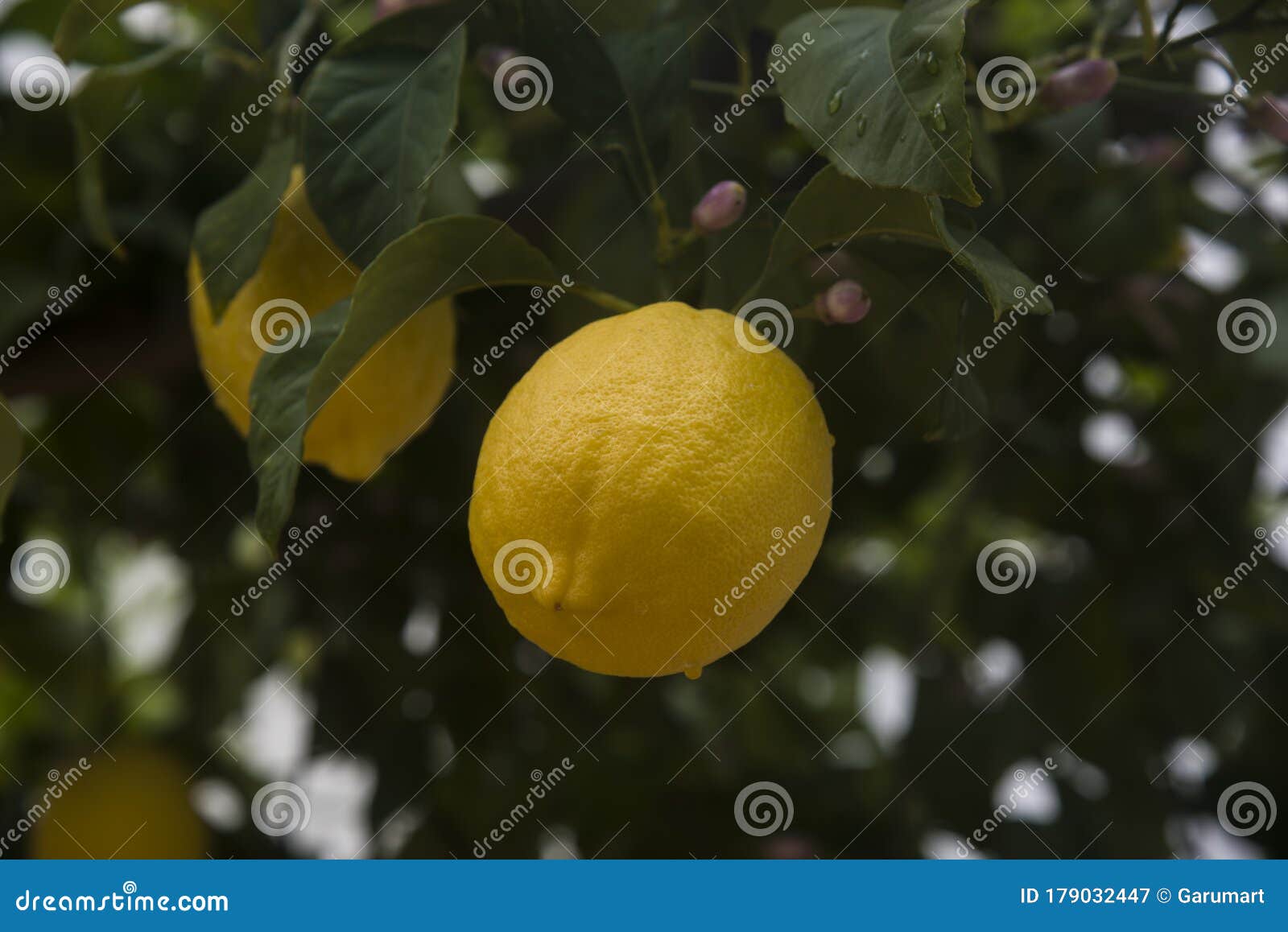 Lemon on the Tree in the Rain Stock Image - Image of leaf, growing ...
