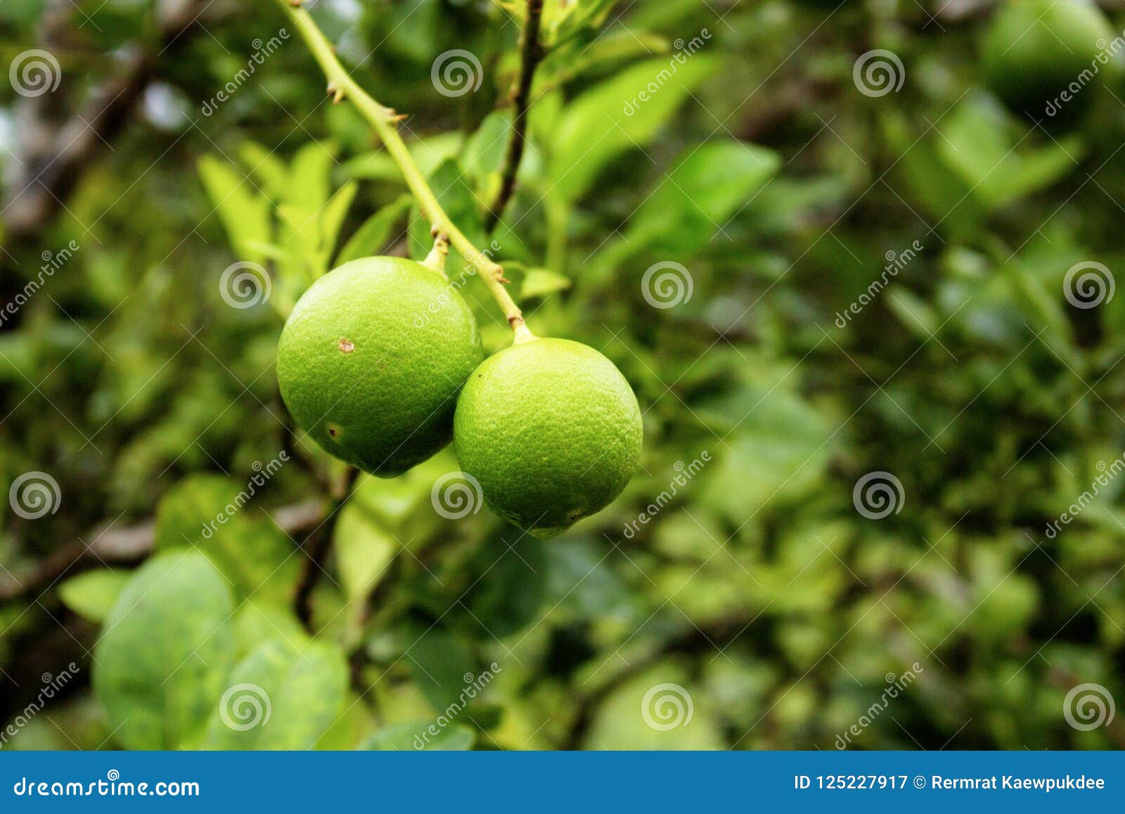 Lemon on tree in farm. stock image. Image of country - 125227917
