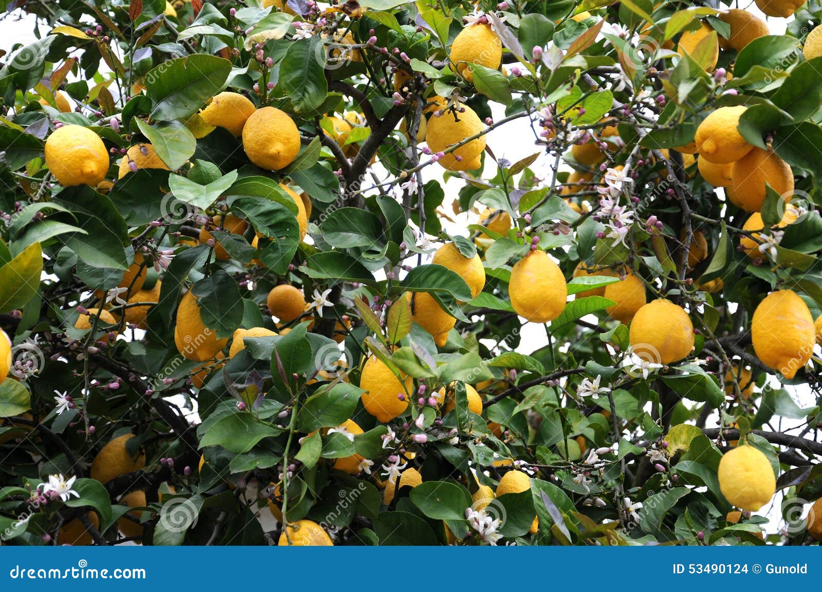 Lemon tree stock photo. Image of bush, nature, blossom - 53490124