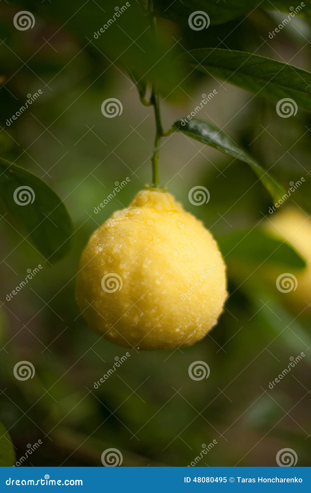 Lemon on a tree stock image. Image of conservatory, food - 48080495