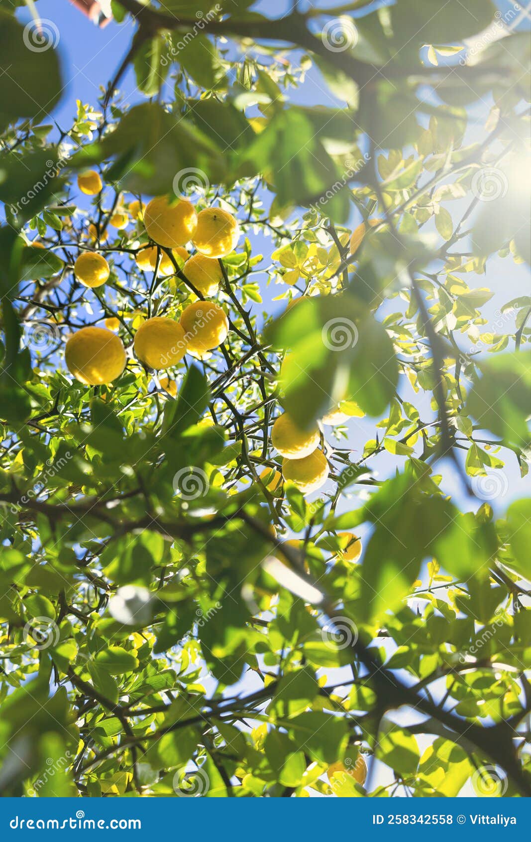 Lemon Tree with Round Yellow Lemons Stock Photo - Image of peel ...