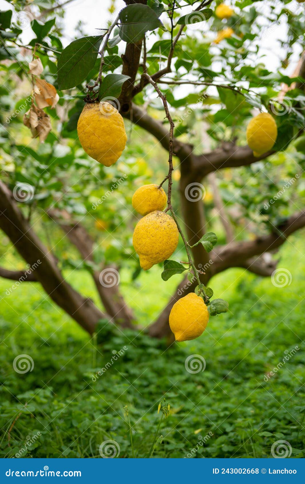 A Lemon Tree with Several Lemons on Its Branches. Lemon Cultivation in ...