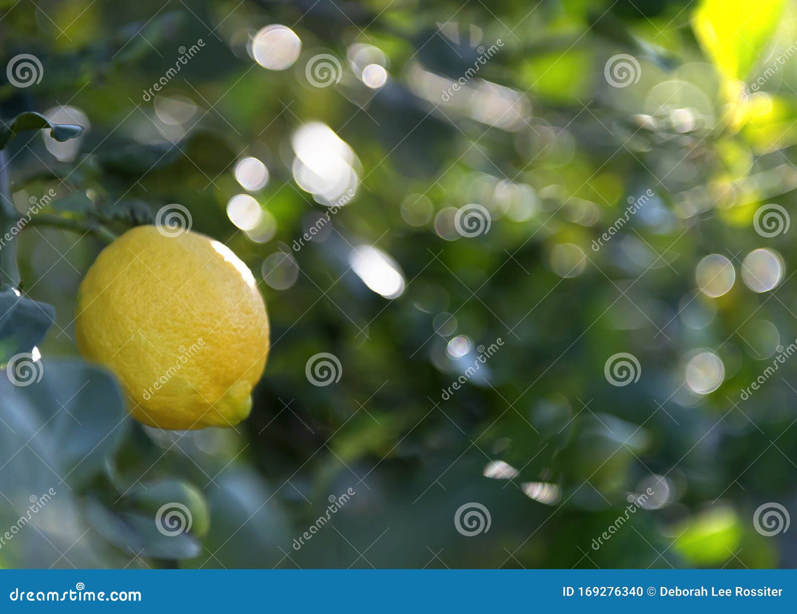 Lemon tree 2 stock photo. Image of background, bright - 169276340