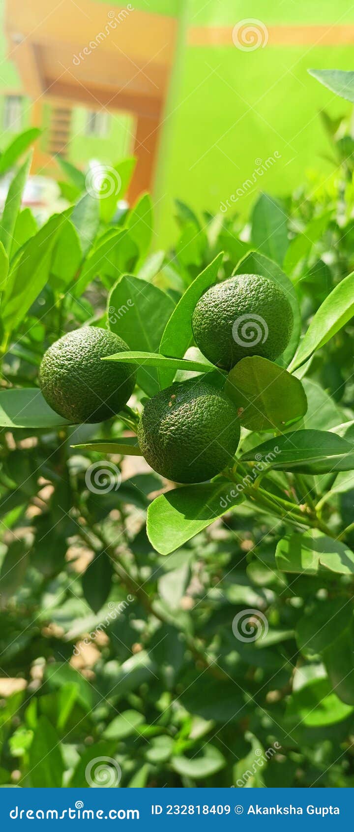LEMON TREE SHOWING BEAUTIFUL GROWTH Stock Image - Image of beautiful ...