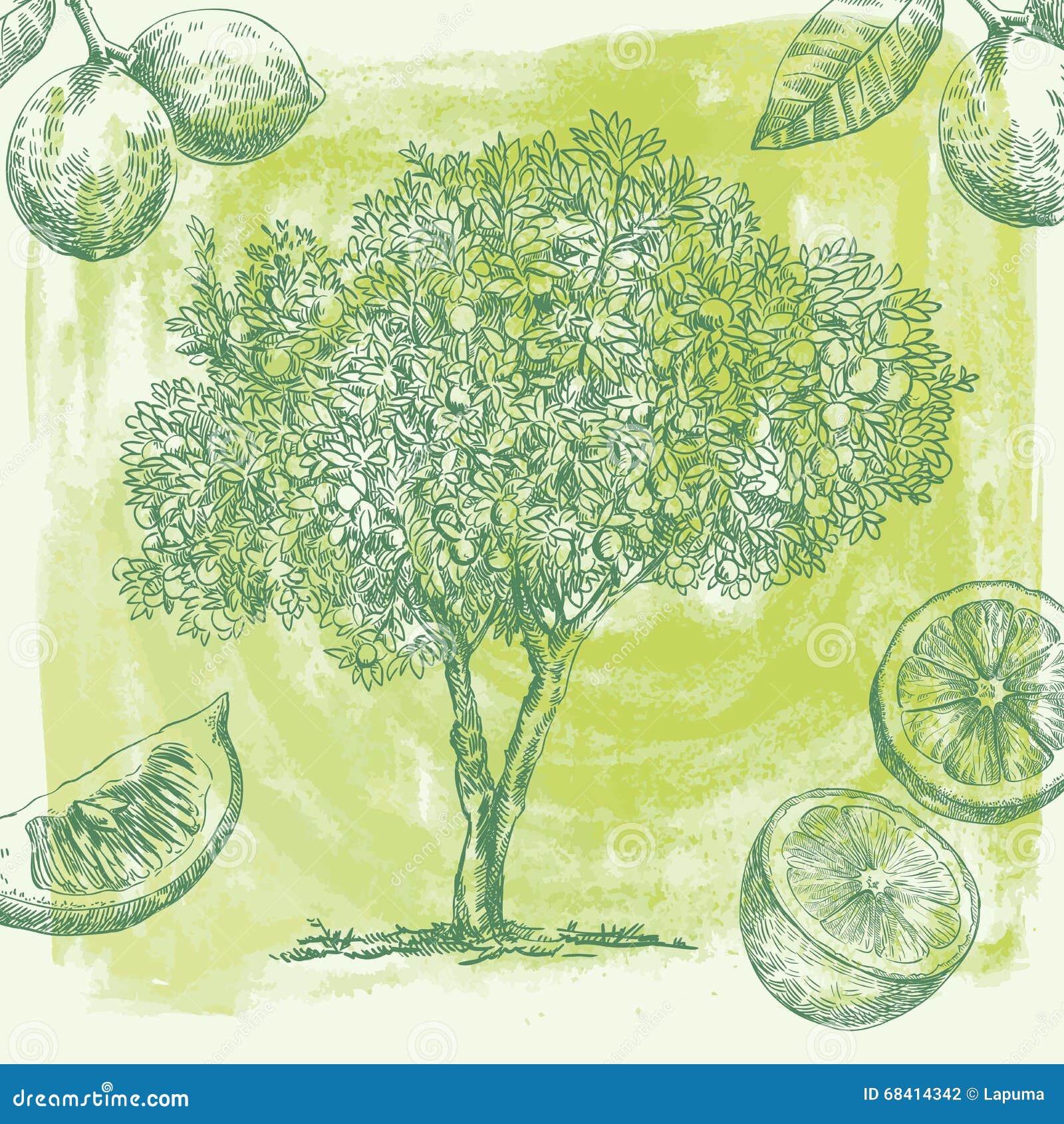 Lemon tree sketch stock vector. Illustration of foliage - 68414342