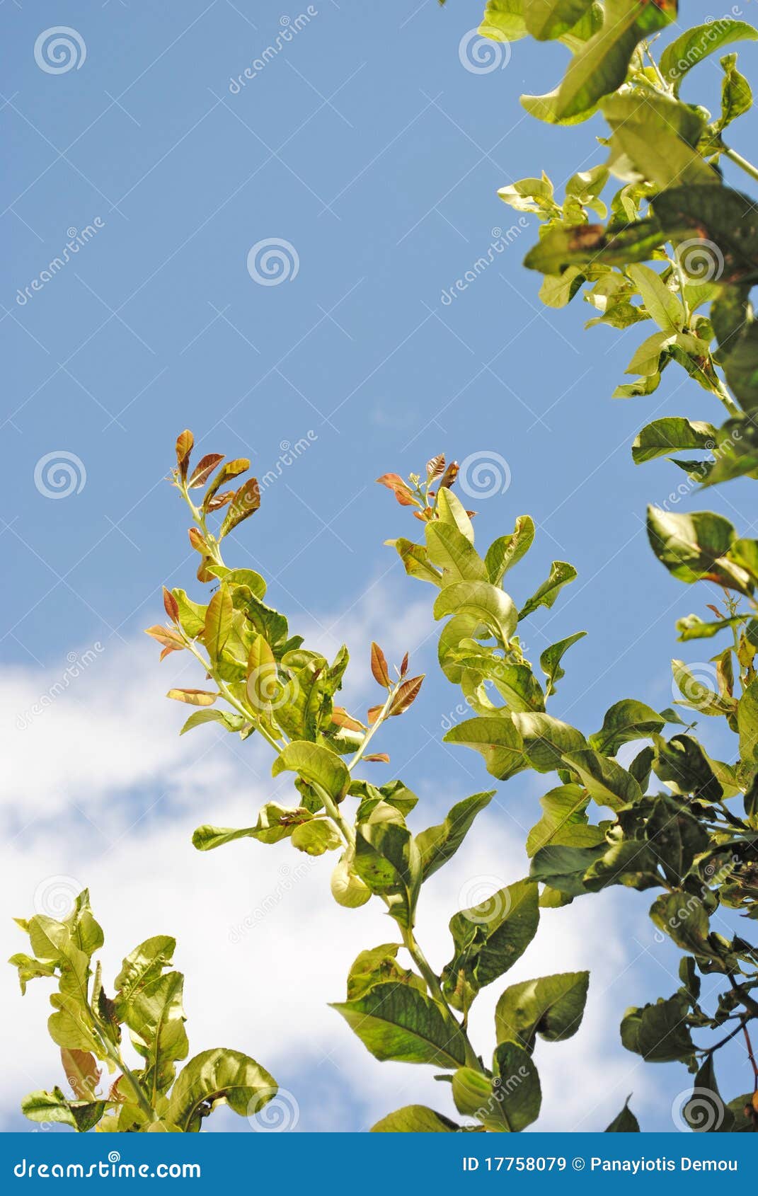 Lemon Tree With Sky Background Stock Image - Image of fresh, detail ...