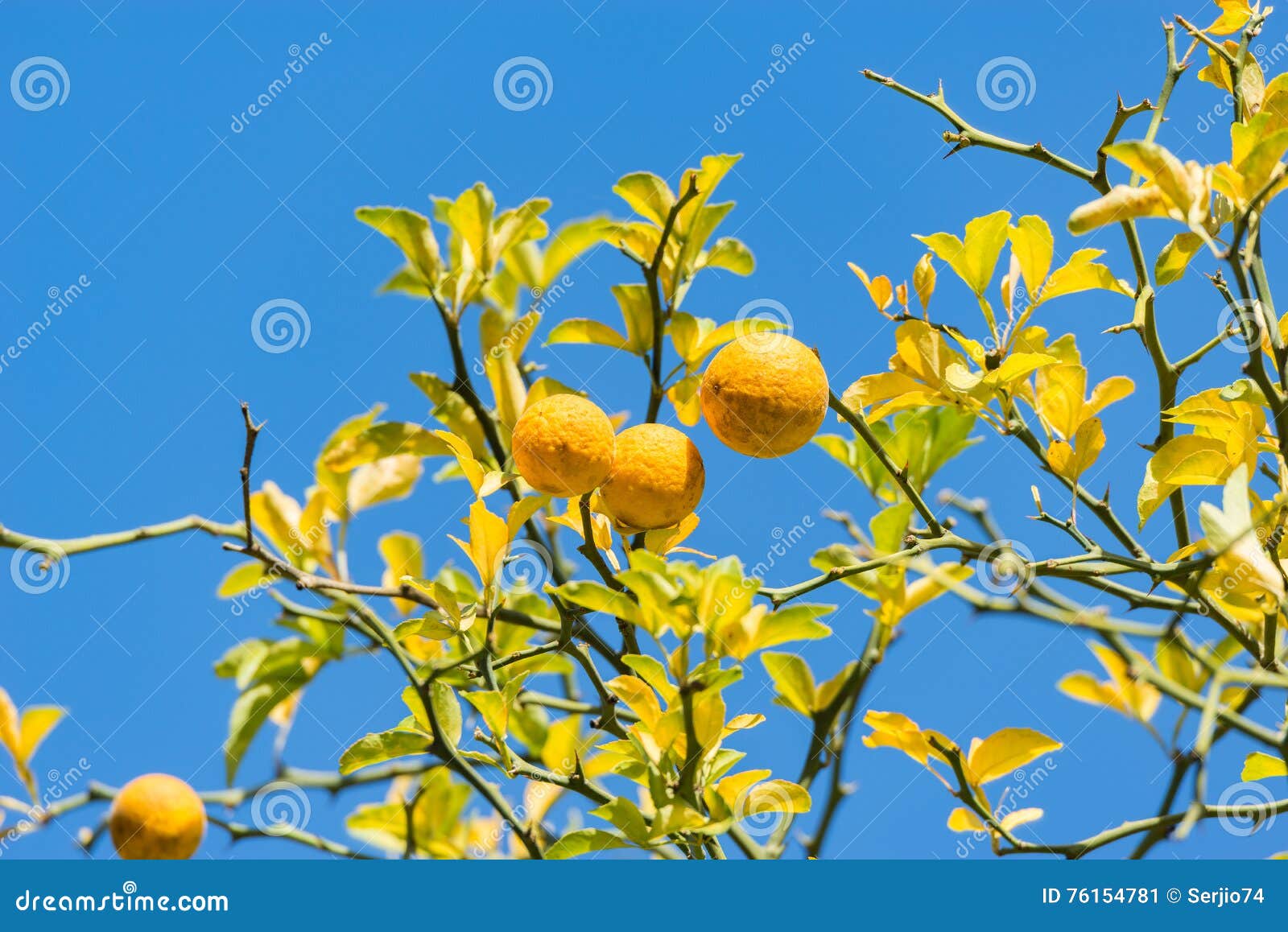 Lemon Tree on the Sky Background. Stock Image - Image of green, leaf ...