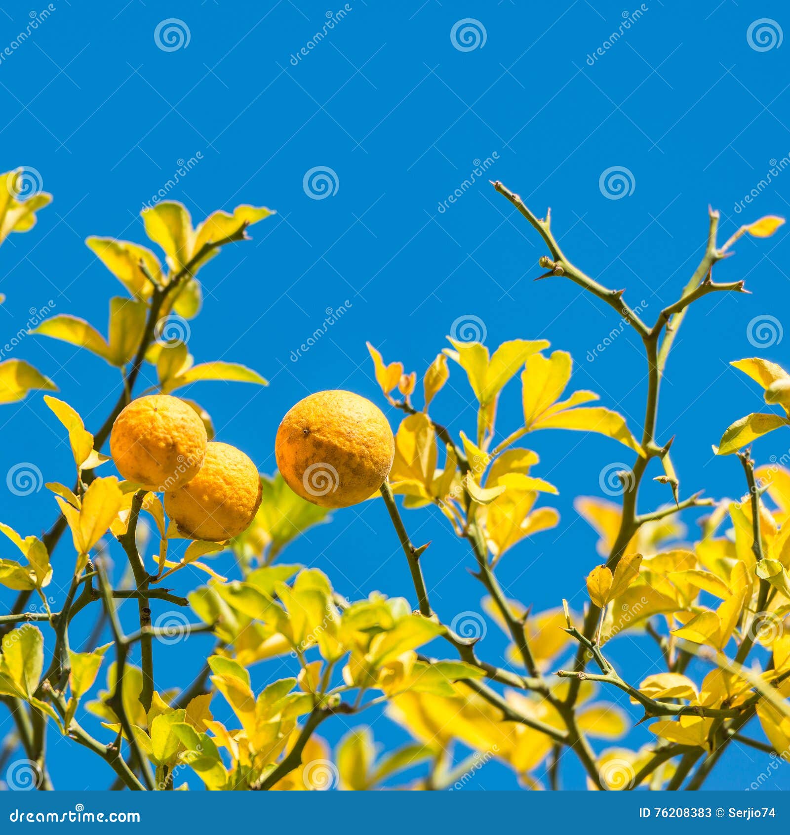 Lemon Tree on the Sky Background. Stock Image - Image of healthy ...