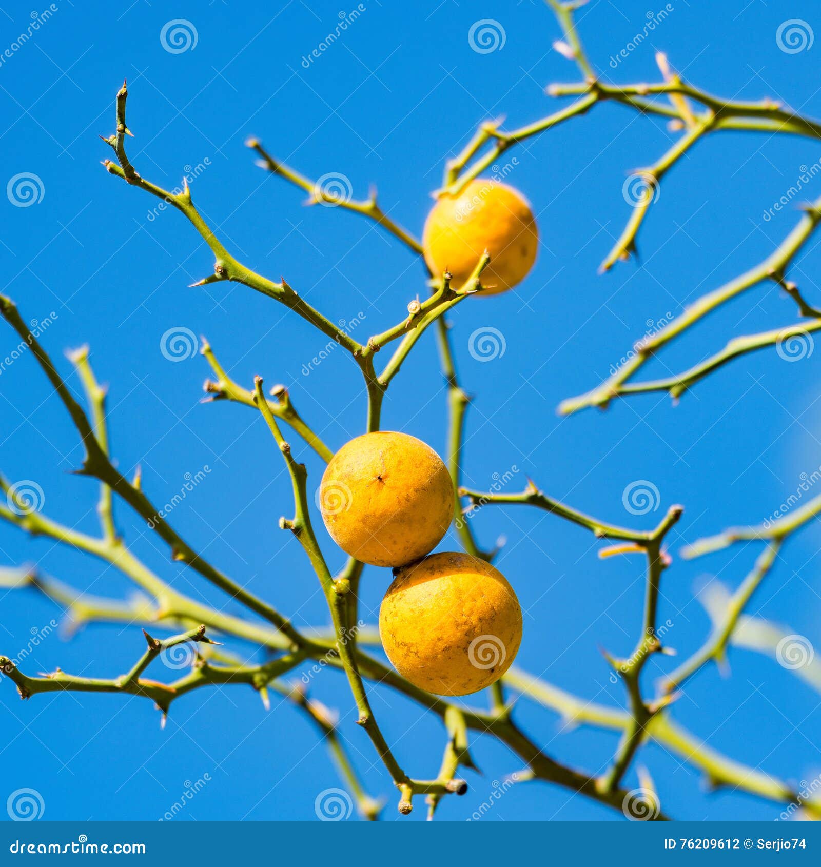 Lemon Tree on the Sky Background. Stock Photo - Image of juicy, hanging ...