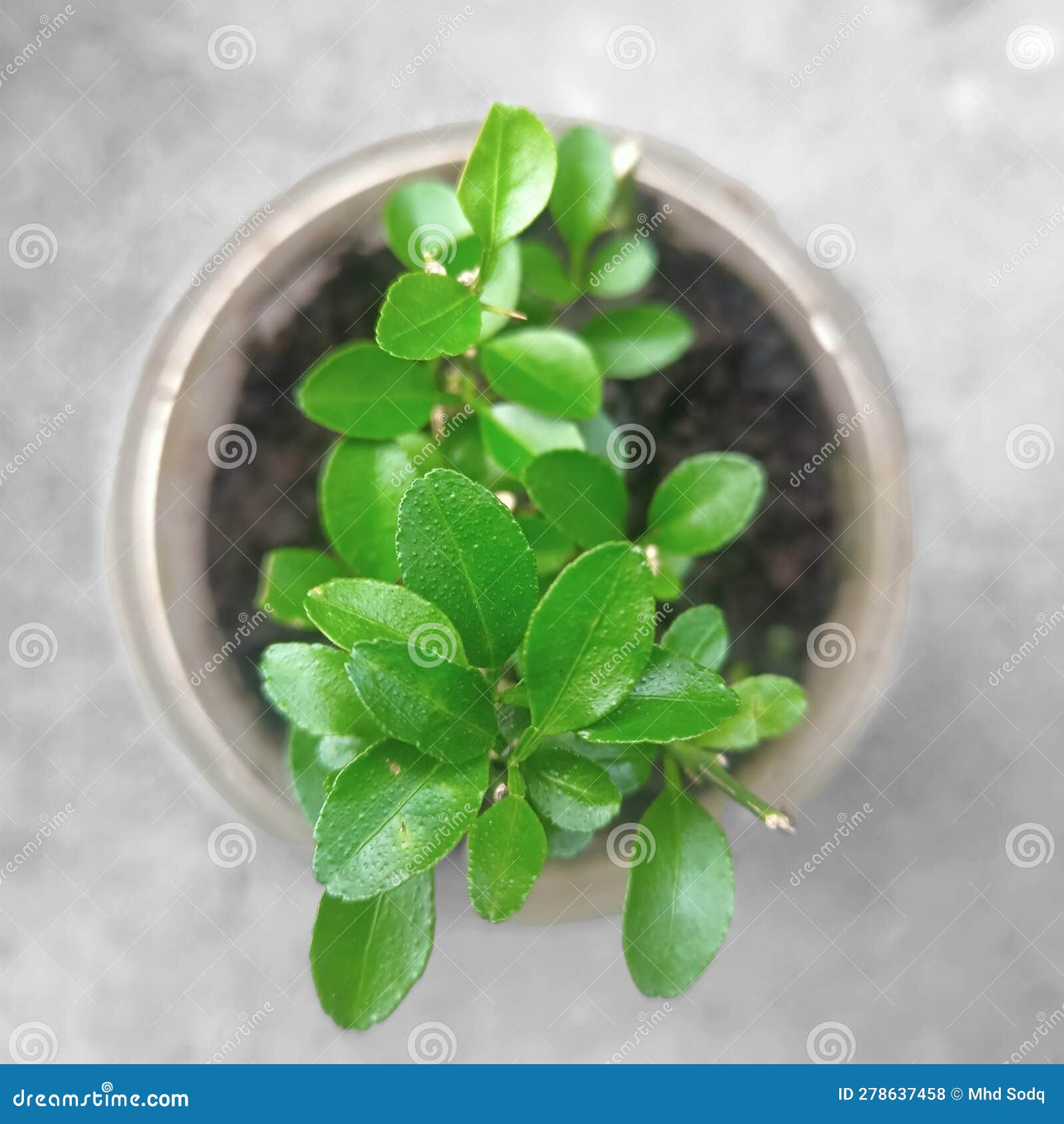 Beautiful Lemon Tree in a Small Pot, Perfect for Indoor Gardening Stock ...