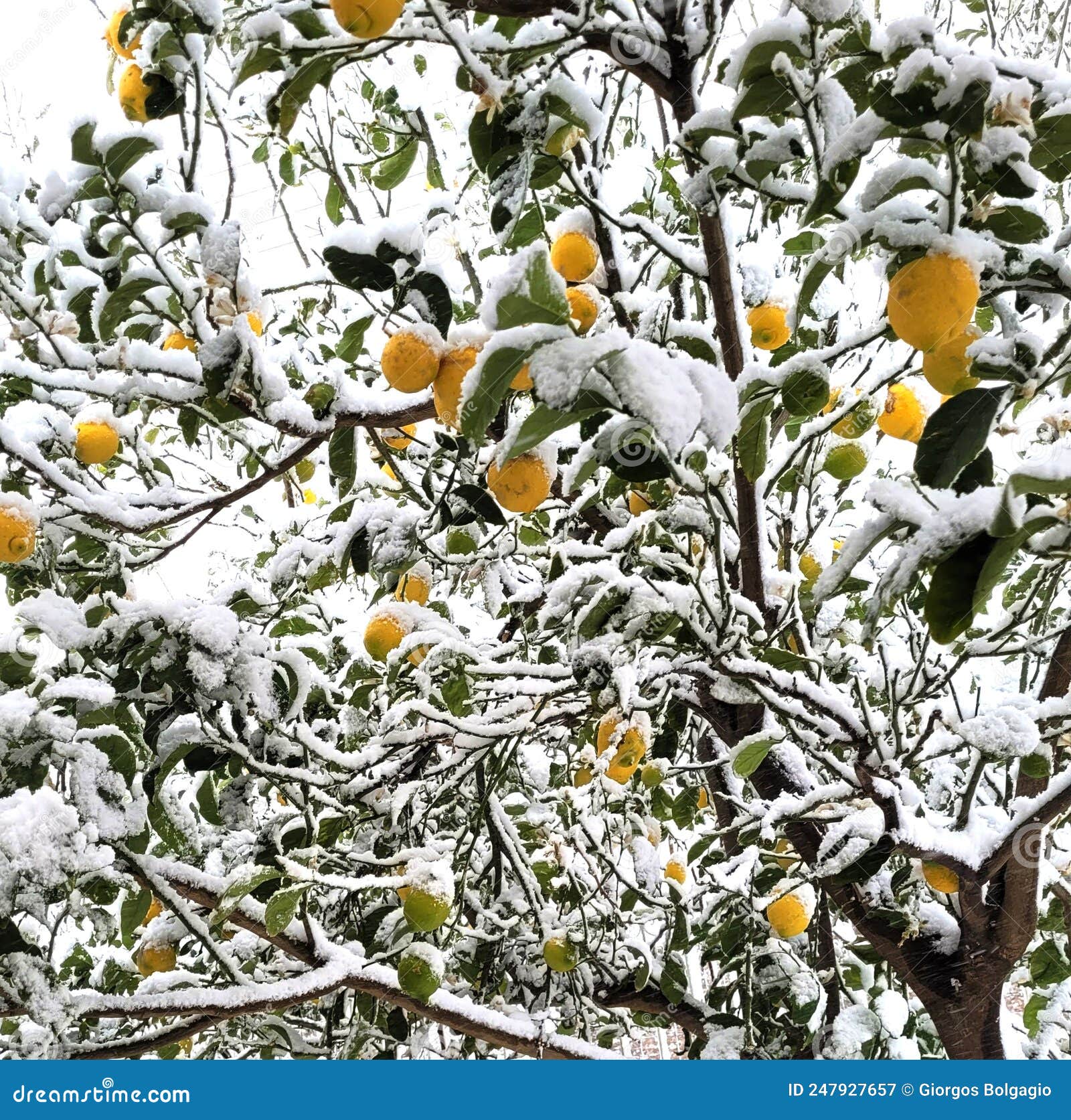 Lemon tree with snow stock image. Image of lemon, coverage - 247927657