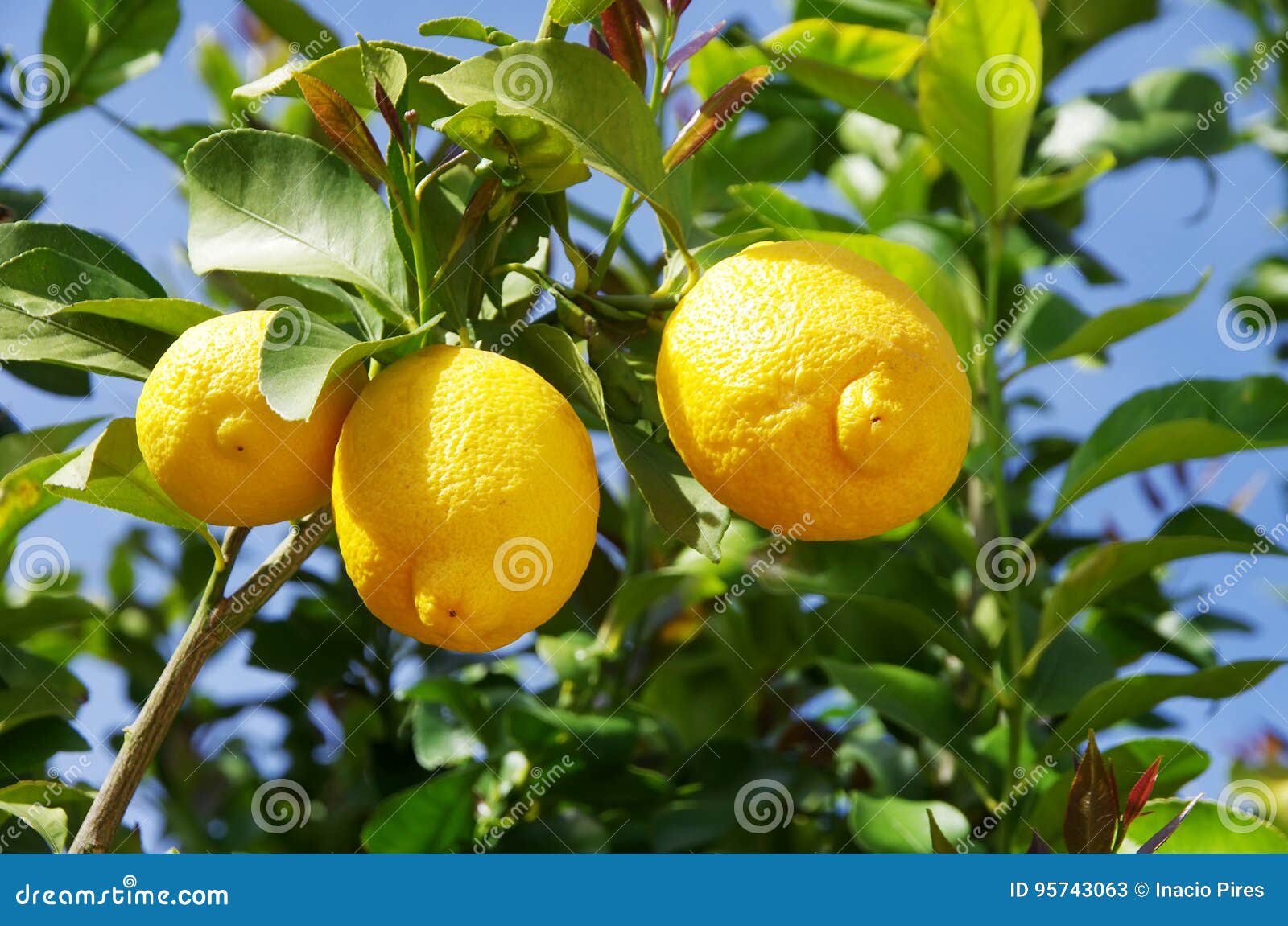Lemon Tree South Portugal Stock Photos - Free & Royalty-Free Stock ...