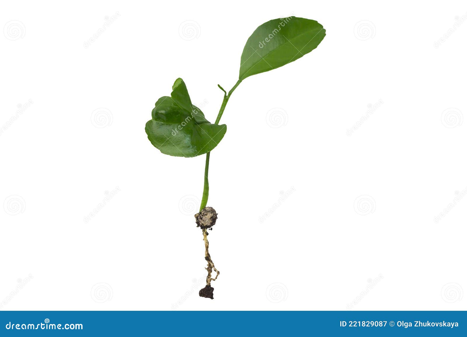Lemon Tree Sprout on a White Background Stock Image - Image of branch ...