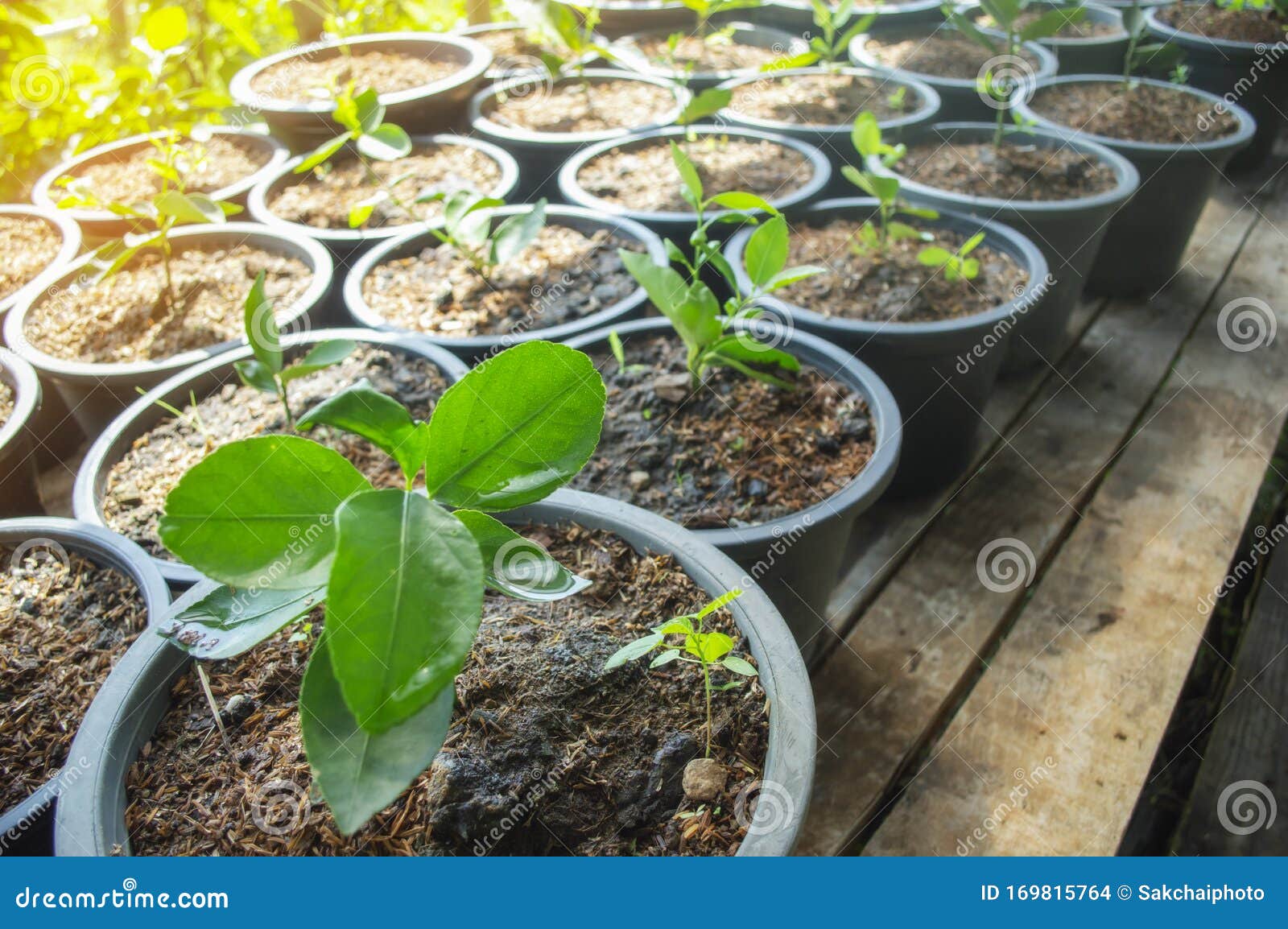 Lemon Tree Sprouts in Pots in the Garden Stock Photo - Image of growing ...