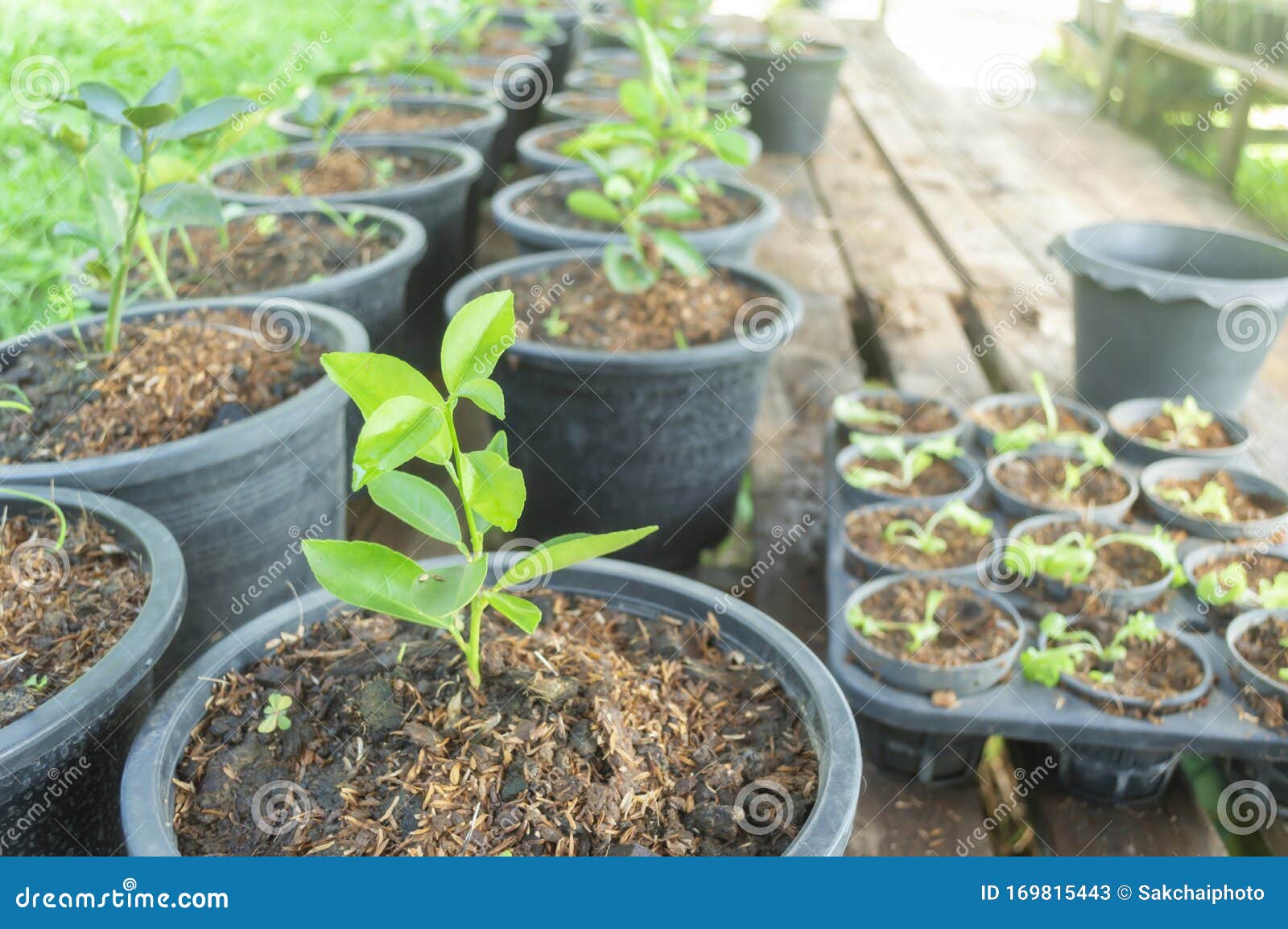 Lemon Tree Sprouts in Pots in the Garden Stock Image - Image of ...