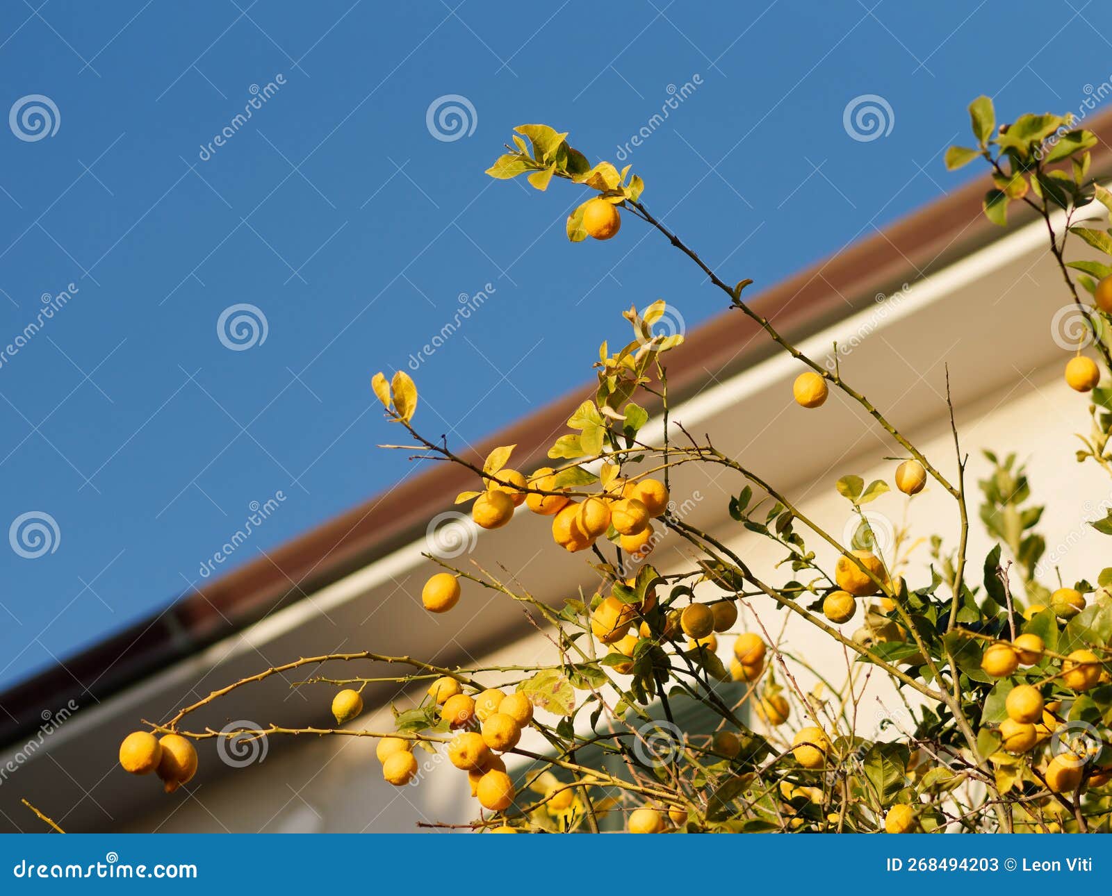 A Lemon Tree in the Street of a Little Town Stock Image - Image of ...
