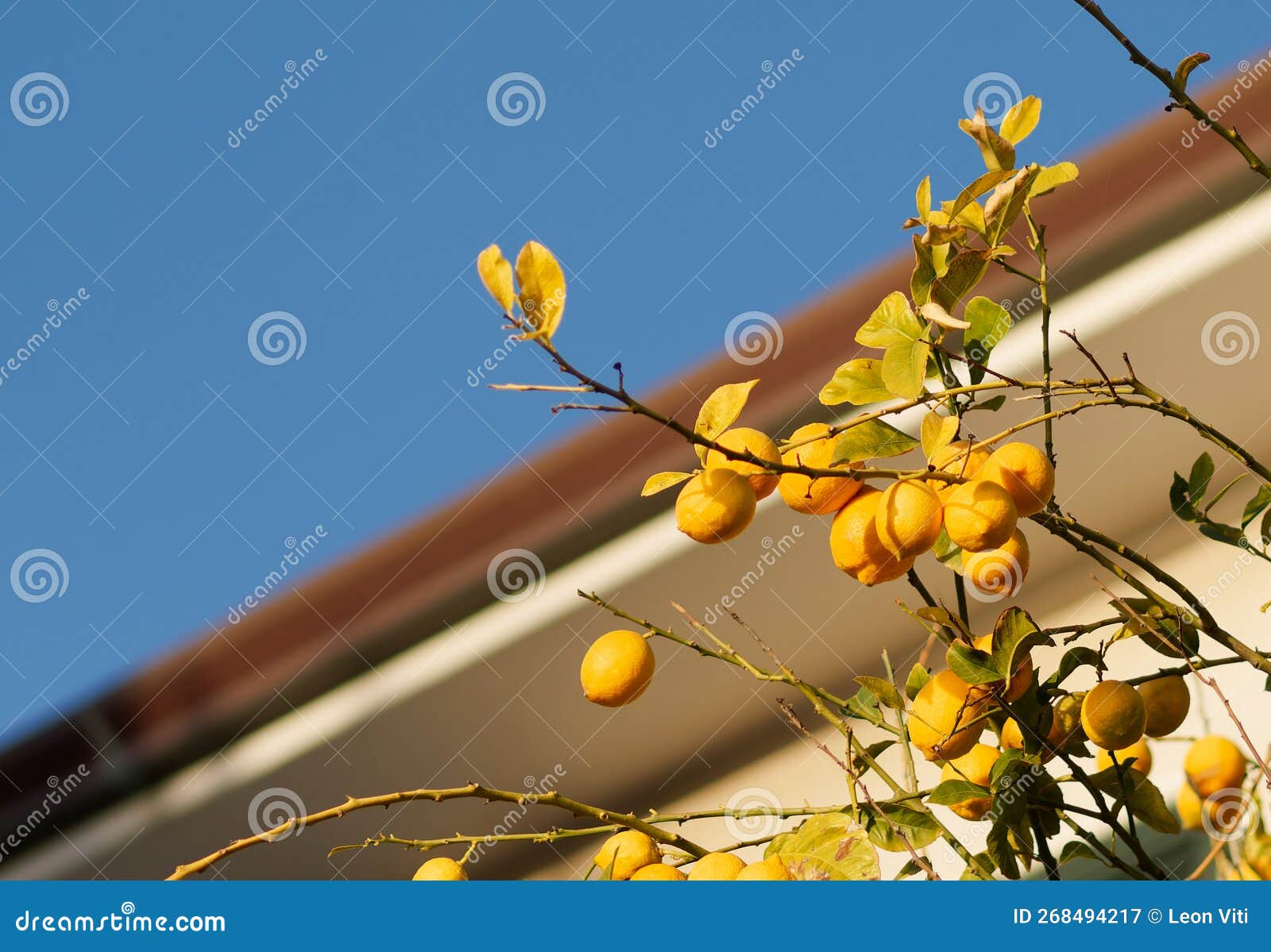A Lemon Tree in the Street of a Little Town Stock Image - Image of leaf ...
