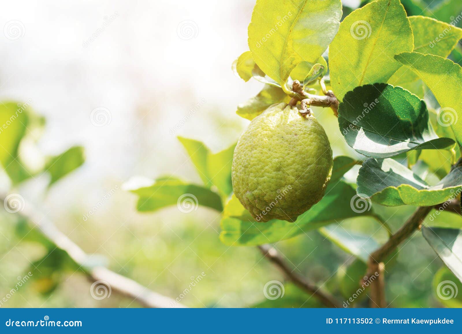 Lemon on Tree with Sunlight. Stock Photo - Image of countryside ...