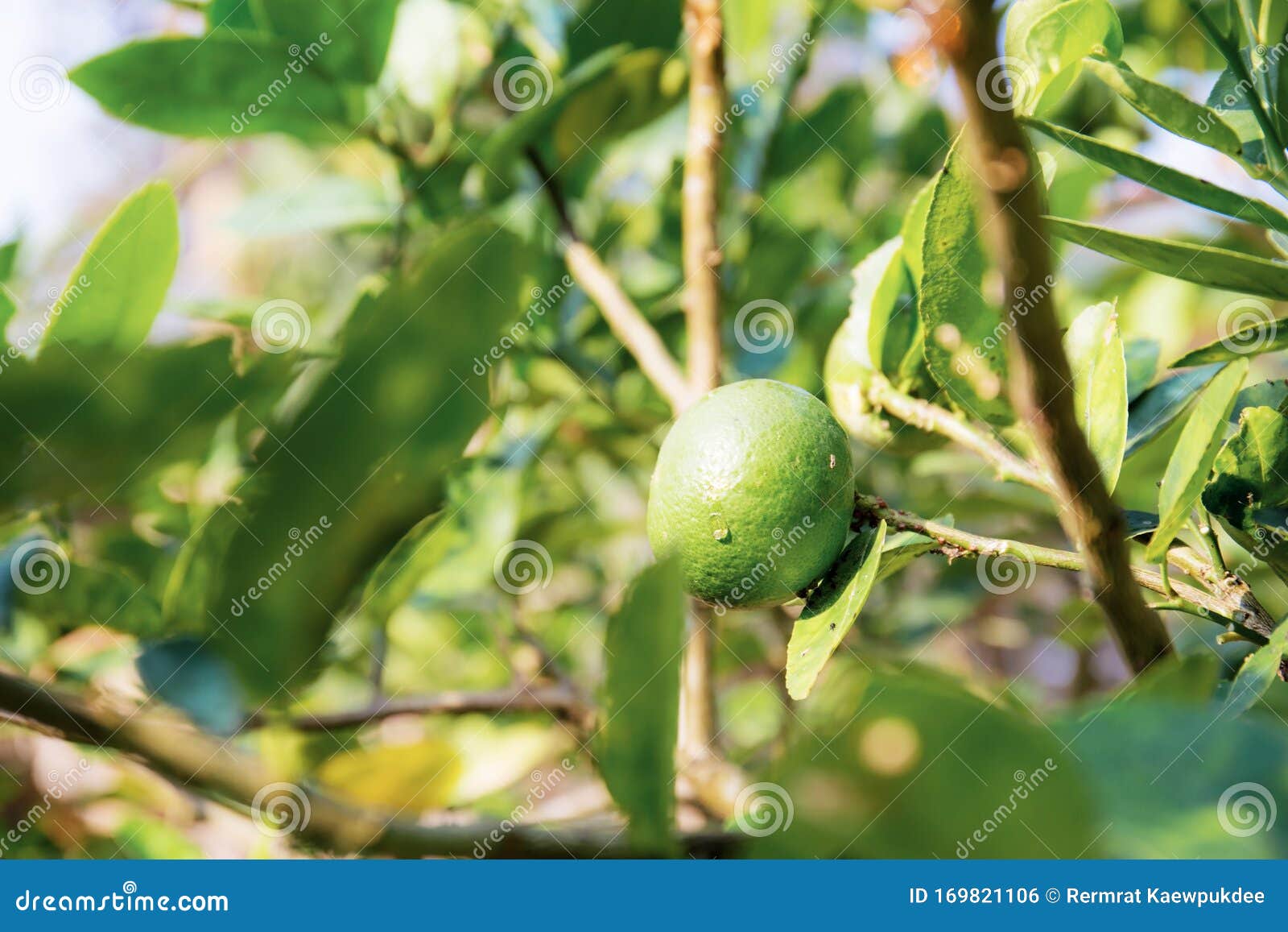 Lemon on Tree with Sunlight Stock Photo - Image of fruit, fresh: 169821106