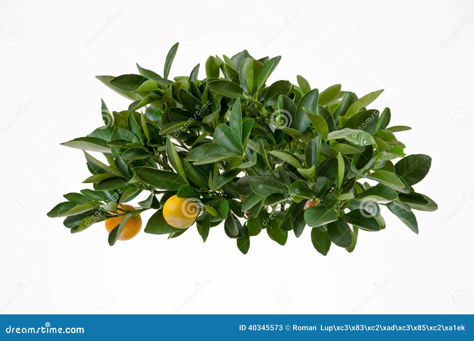 Lemon tree-top stock image. Image of lemon, yellow, food - 40345573
