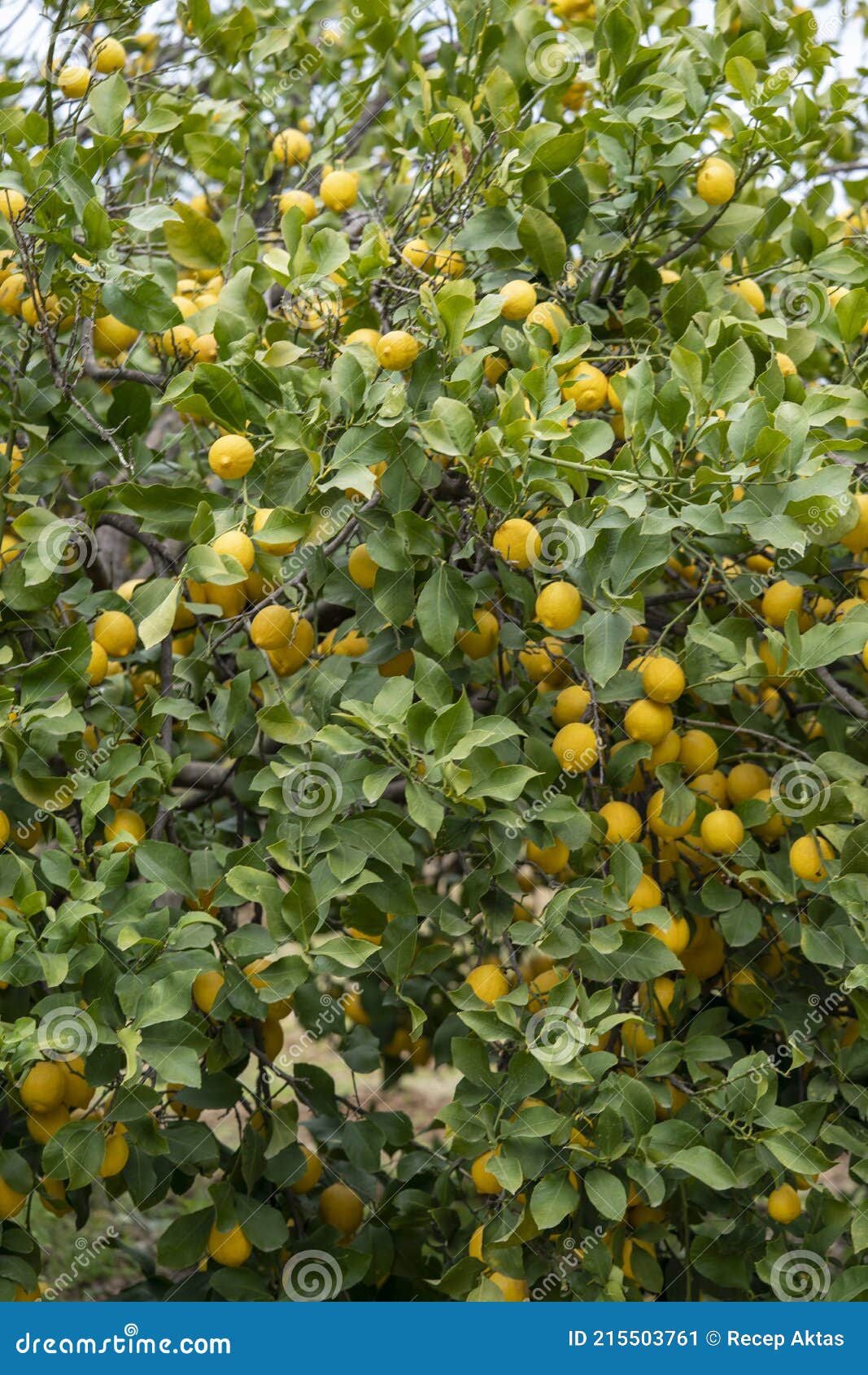 Lemon Tree stock image. Image of yellow, tree, harvest - 215503761