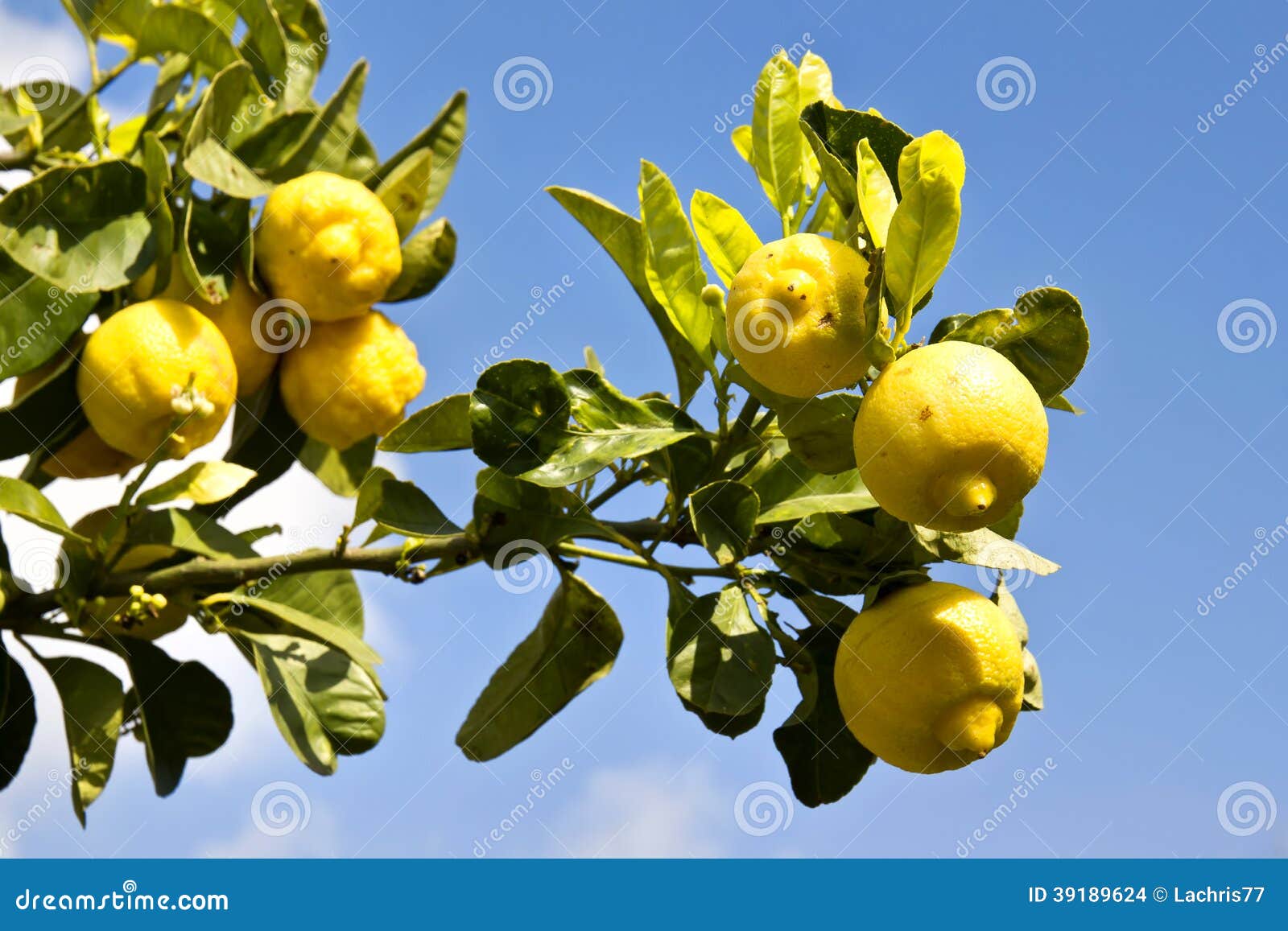 Lemon Citrus Limon L. Osbeck Is A Fruit Tree Belonging To The Rutaceae ...