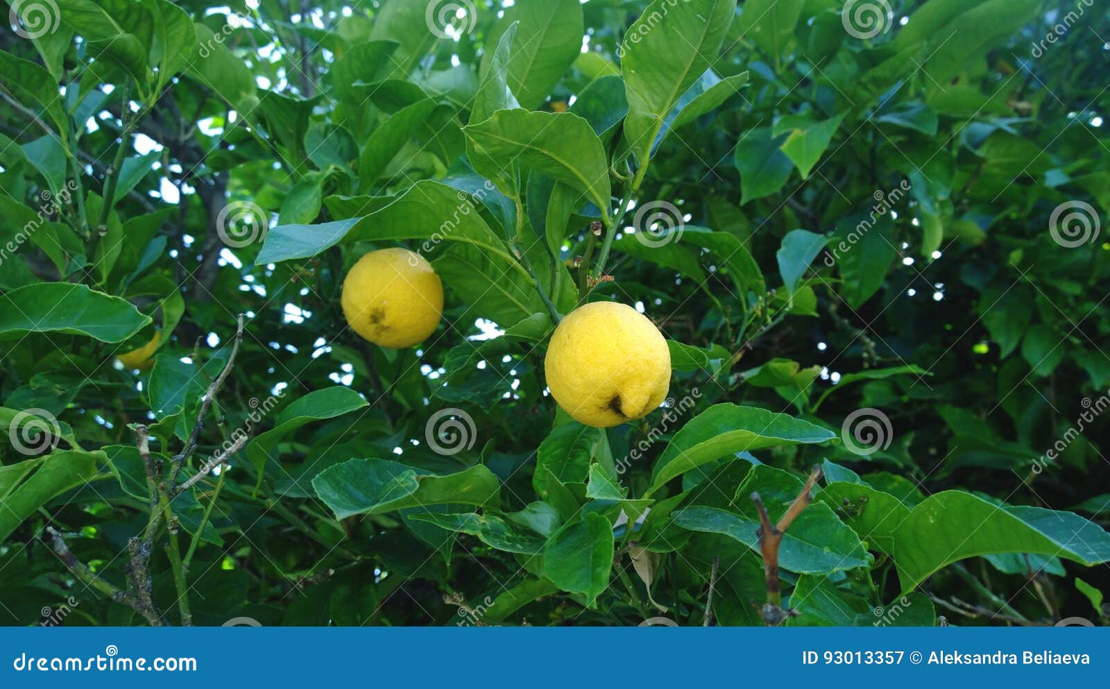 A Lemon Tree with Two Hanging Lemons on it Stock Image - Image of ...