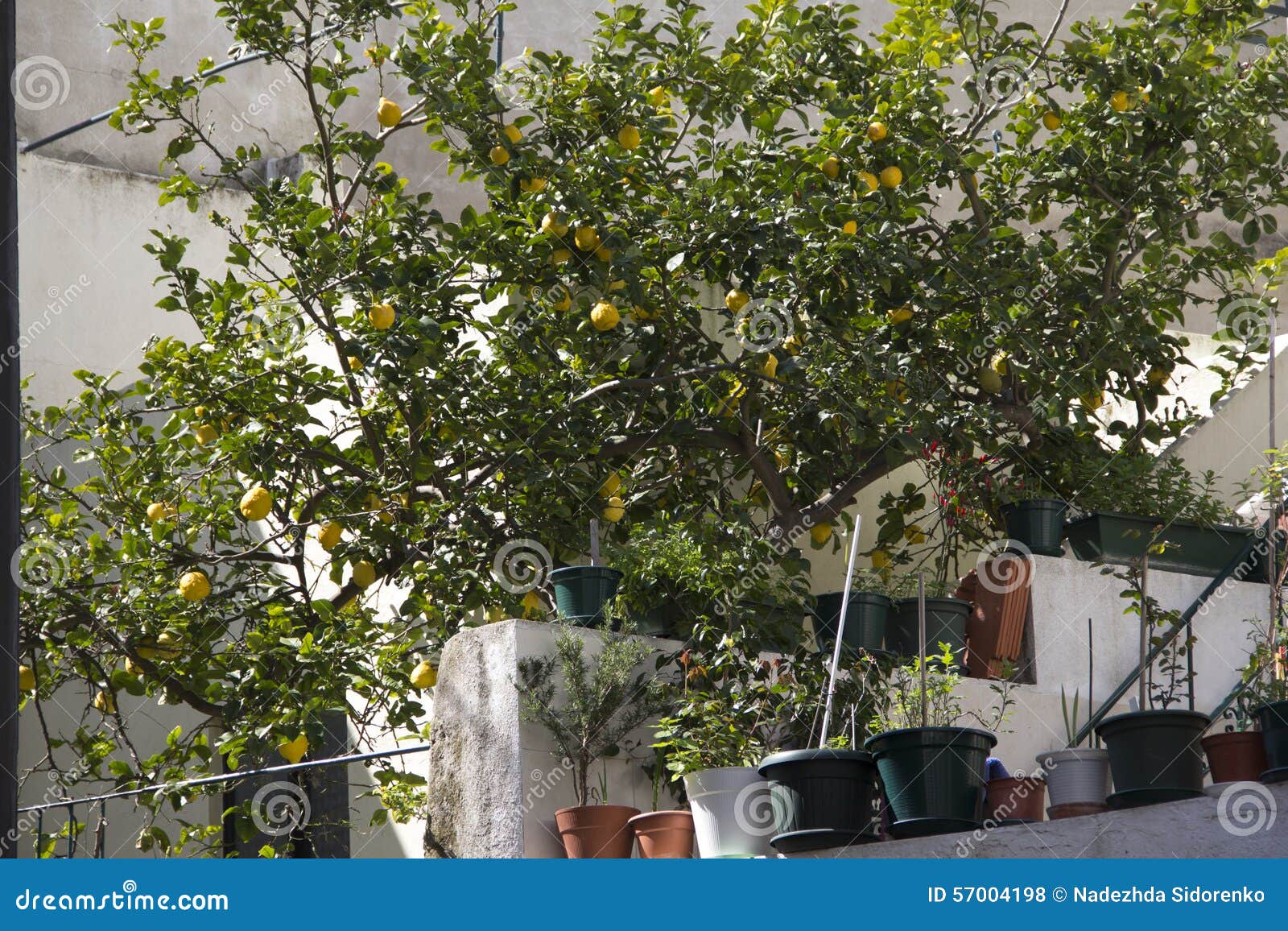 A lemon tree in the yard stock photo. Image of citrus - 57004198