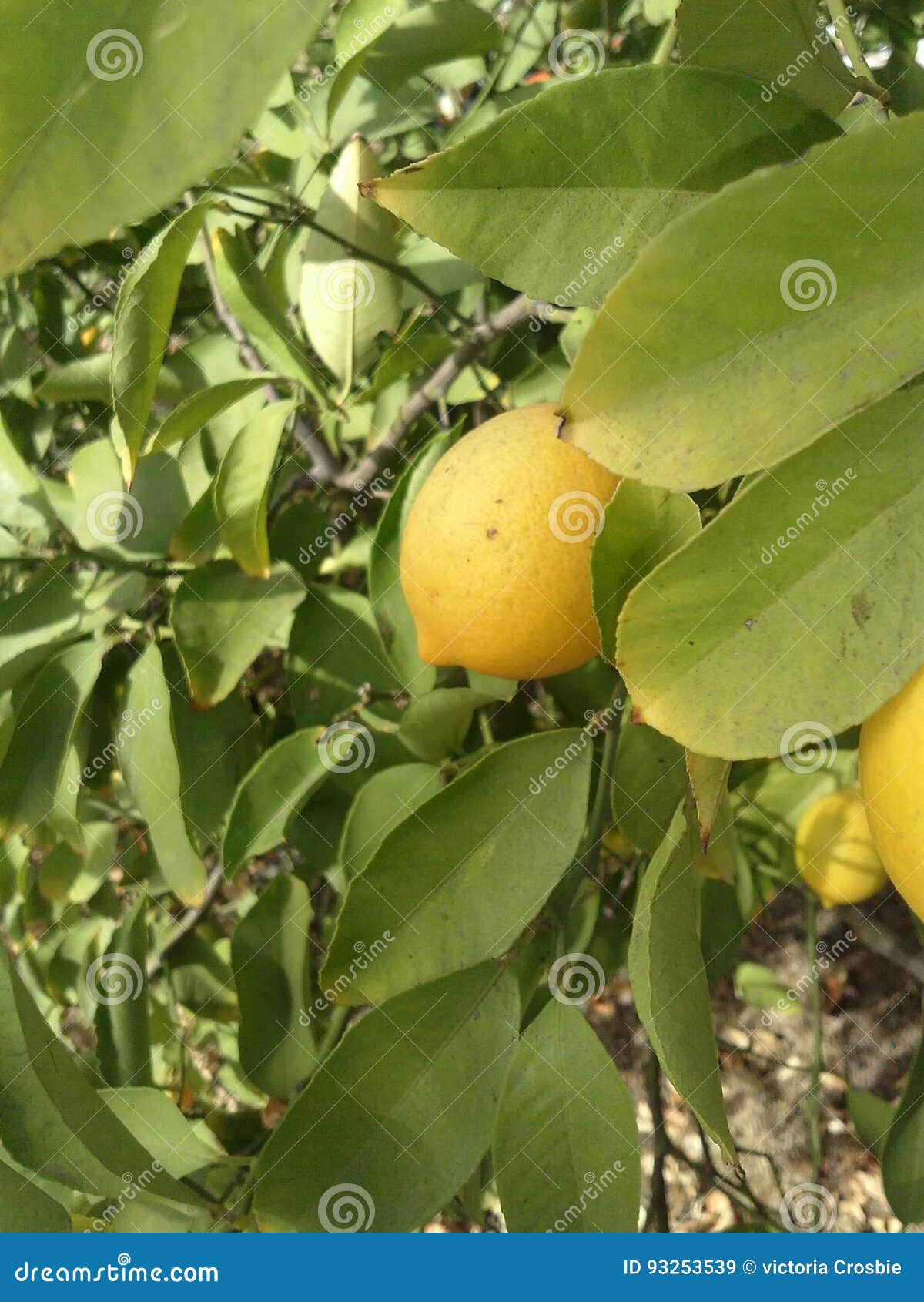 Lemon stock image. Image of lemon, outside, yellow, tree - 93253539