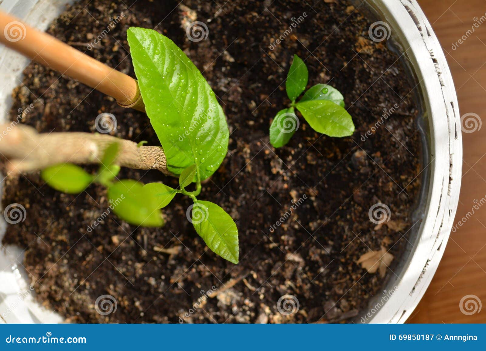 Lemon tree stock image. Image of clay, lemon, growth - 69850187
