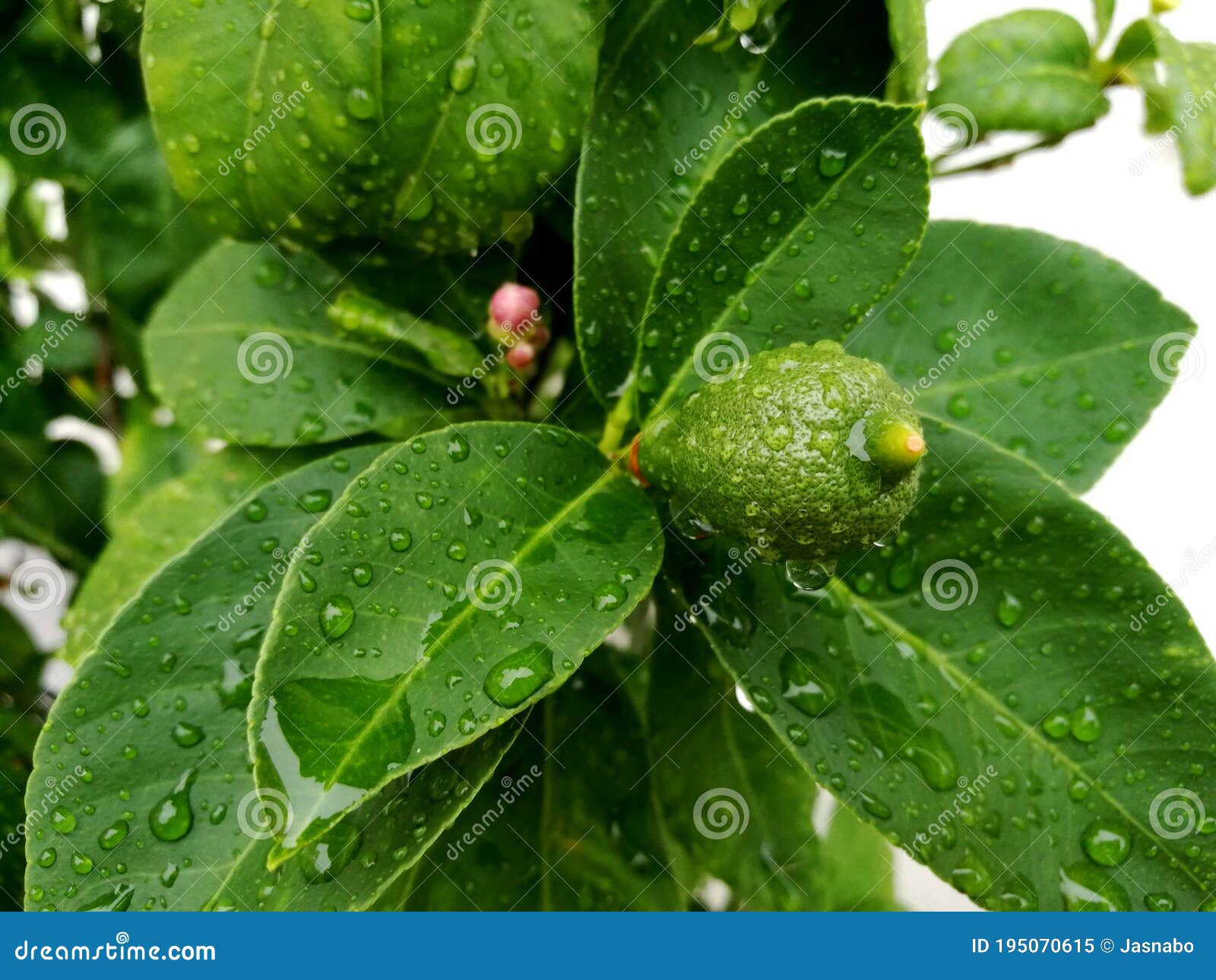Lemon Tree with Water Drops after Rain Stock Image - Image of green ...