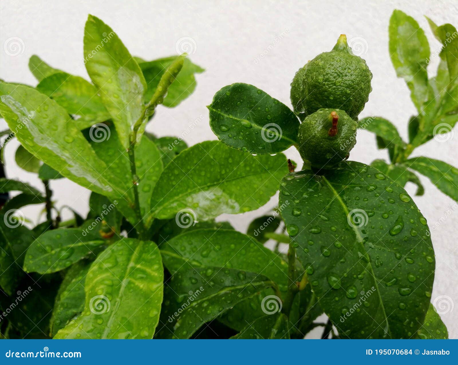 Lemon Tree with Water Drops after Rain Stock Photo - Image of tree ...