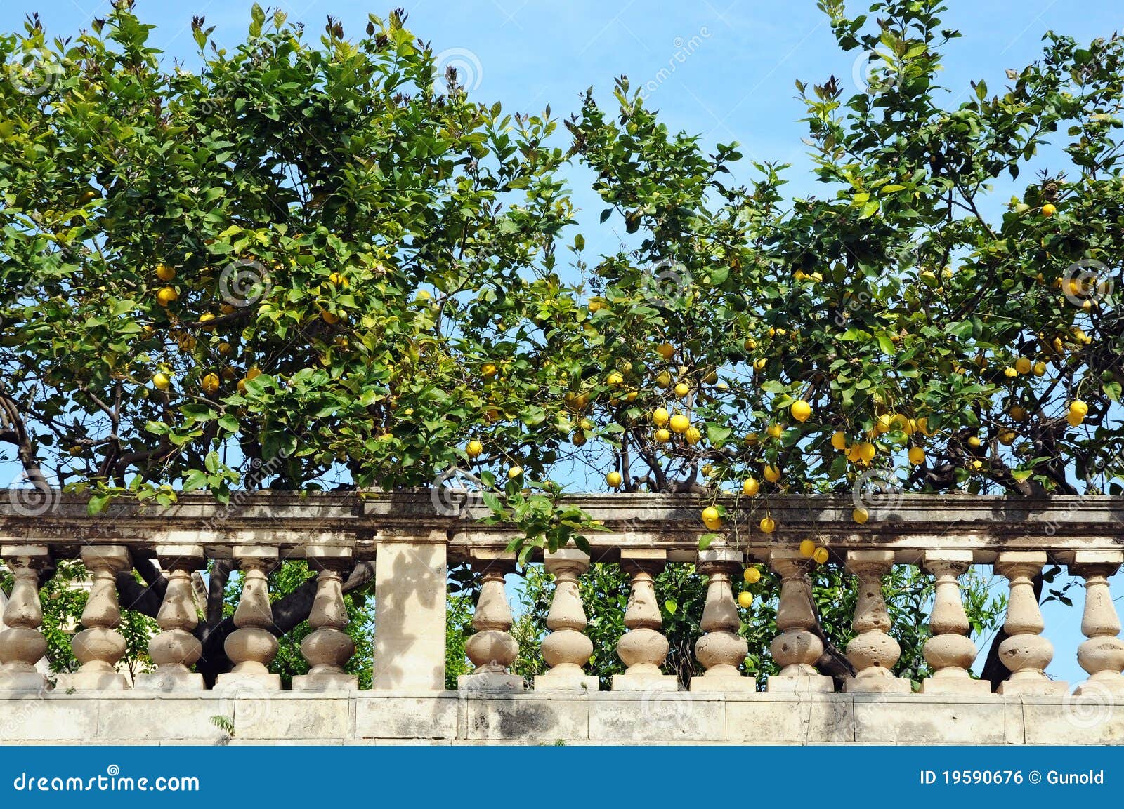 Lemon Trees stock photo. Image of mediterranean, garden - 19590676