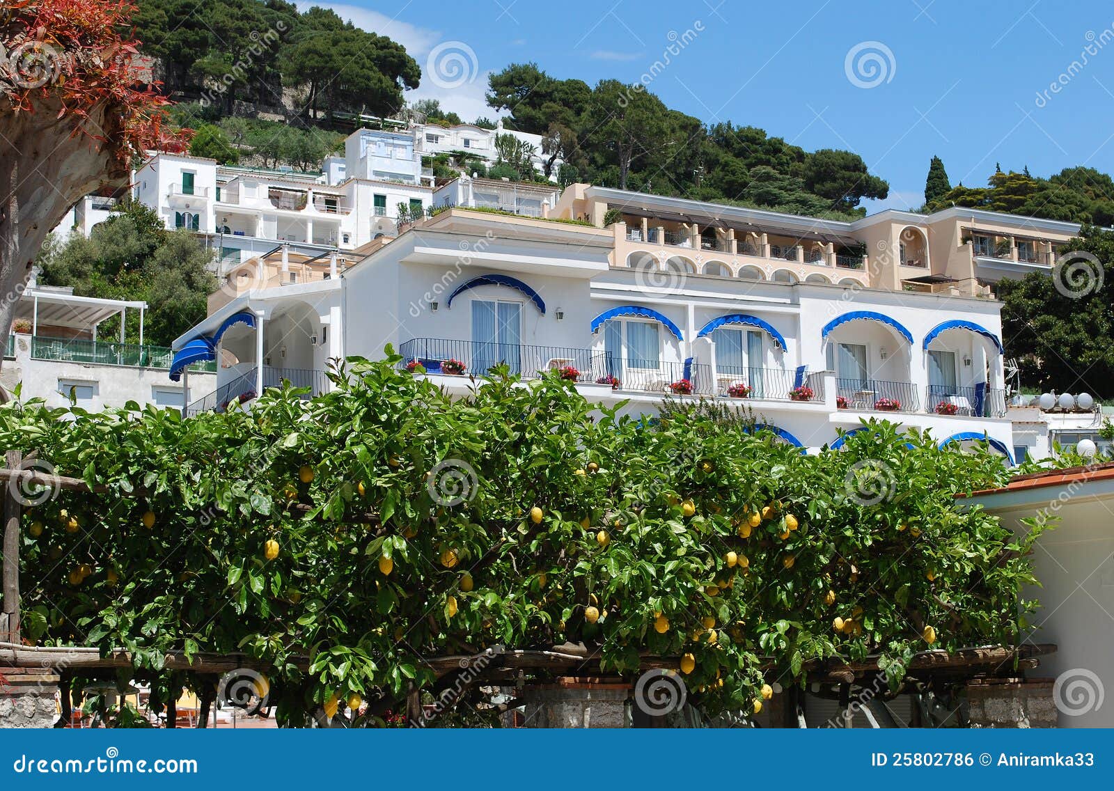 Lemon Trees stock photo. Image of sunny, nature, buildings - 25802786