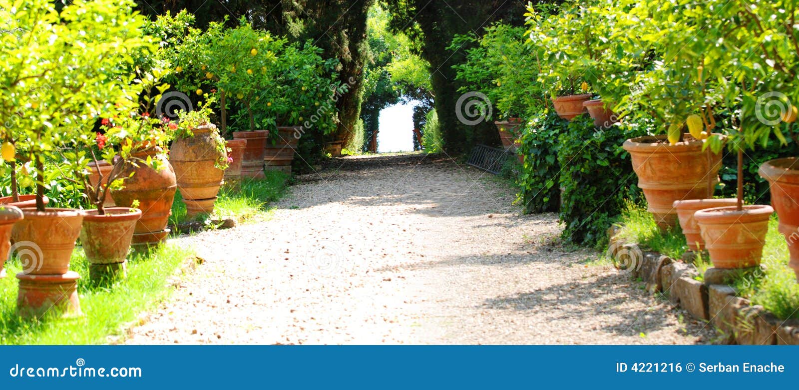 Lemon Trees stock photo. Image of flora, trees, landscaping - 4221216