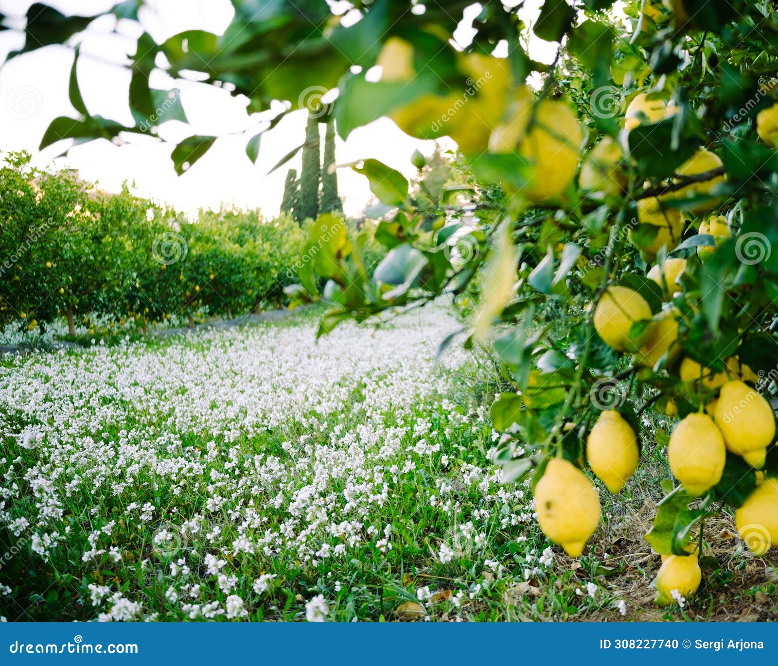 Lemon Trees with Branches Full of Lemons Stock Photo - Image of beauty ...