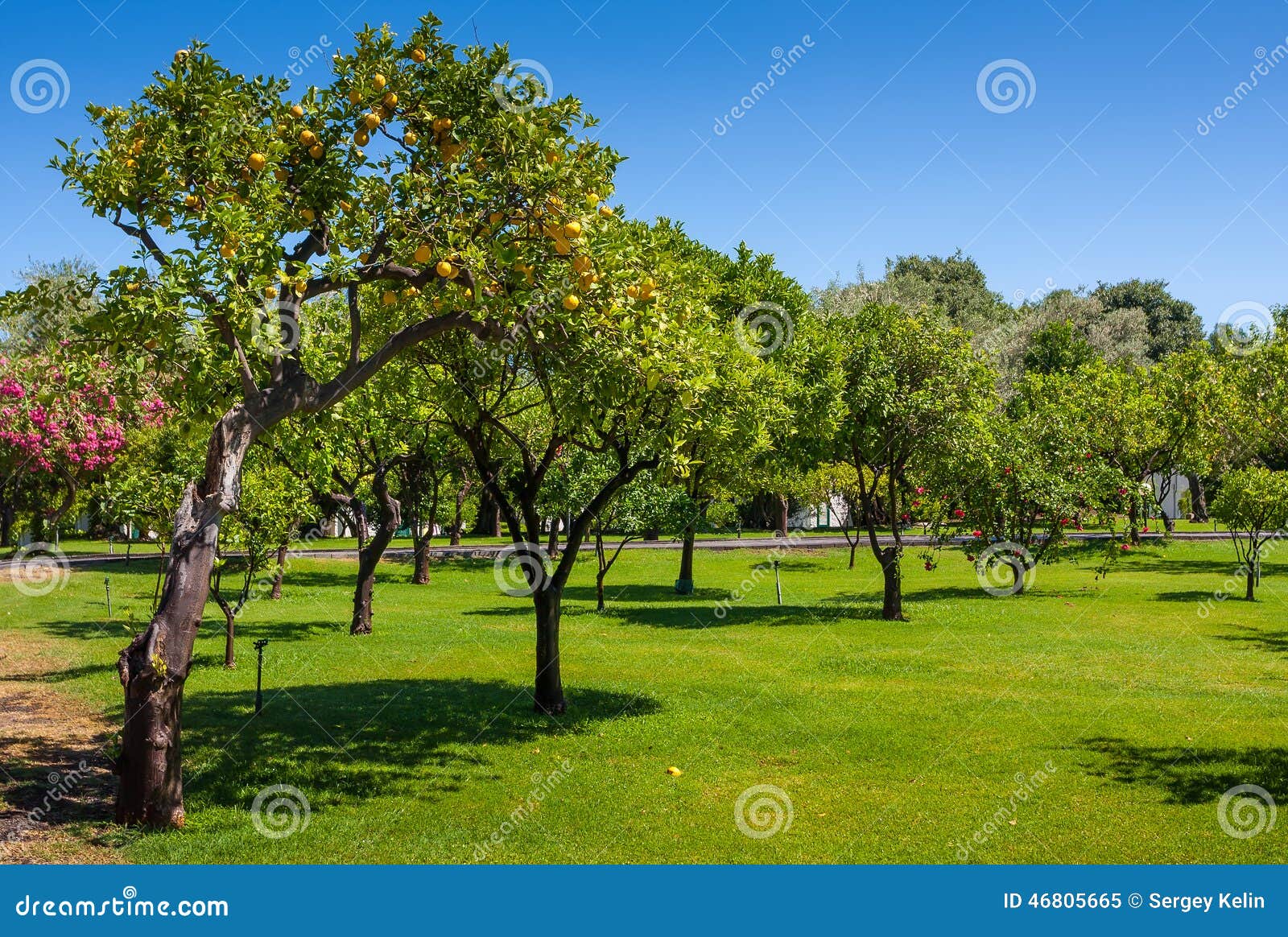 Lemon Trees in a Citrus Grove in Sicily Stock Image - Image of italy ...