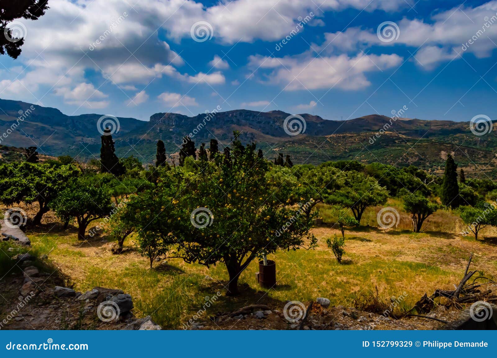 Lemon Trees Facing the Mountains Stock Image - Image of crete, greek ...