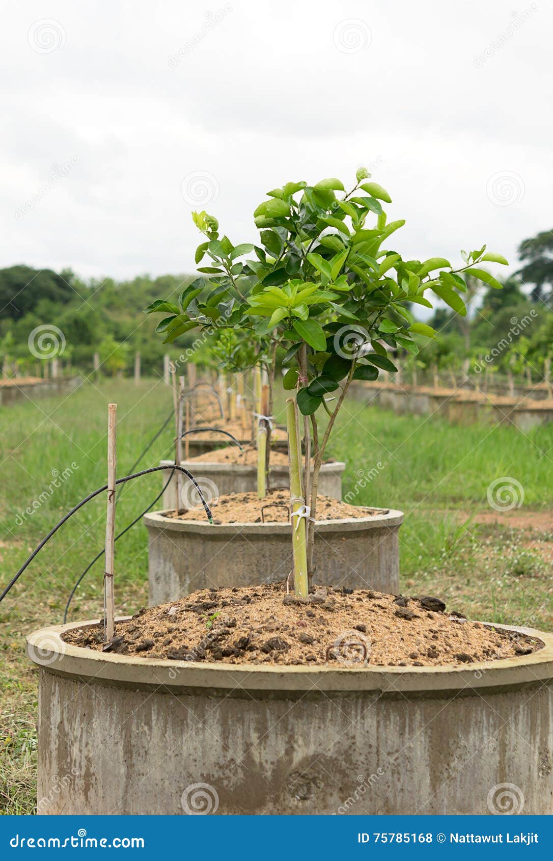 Lemon Trees Plantation.Growing Lemon Stock Photo - Image of lemon ...