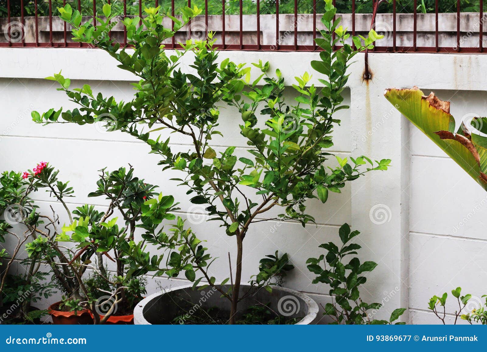Lemon Trees Planted in Gray Cement Pots in the Garden Stock Image ...